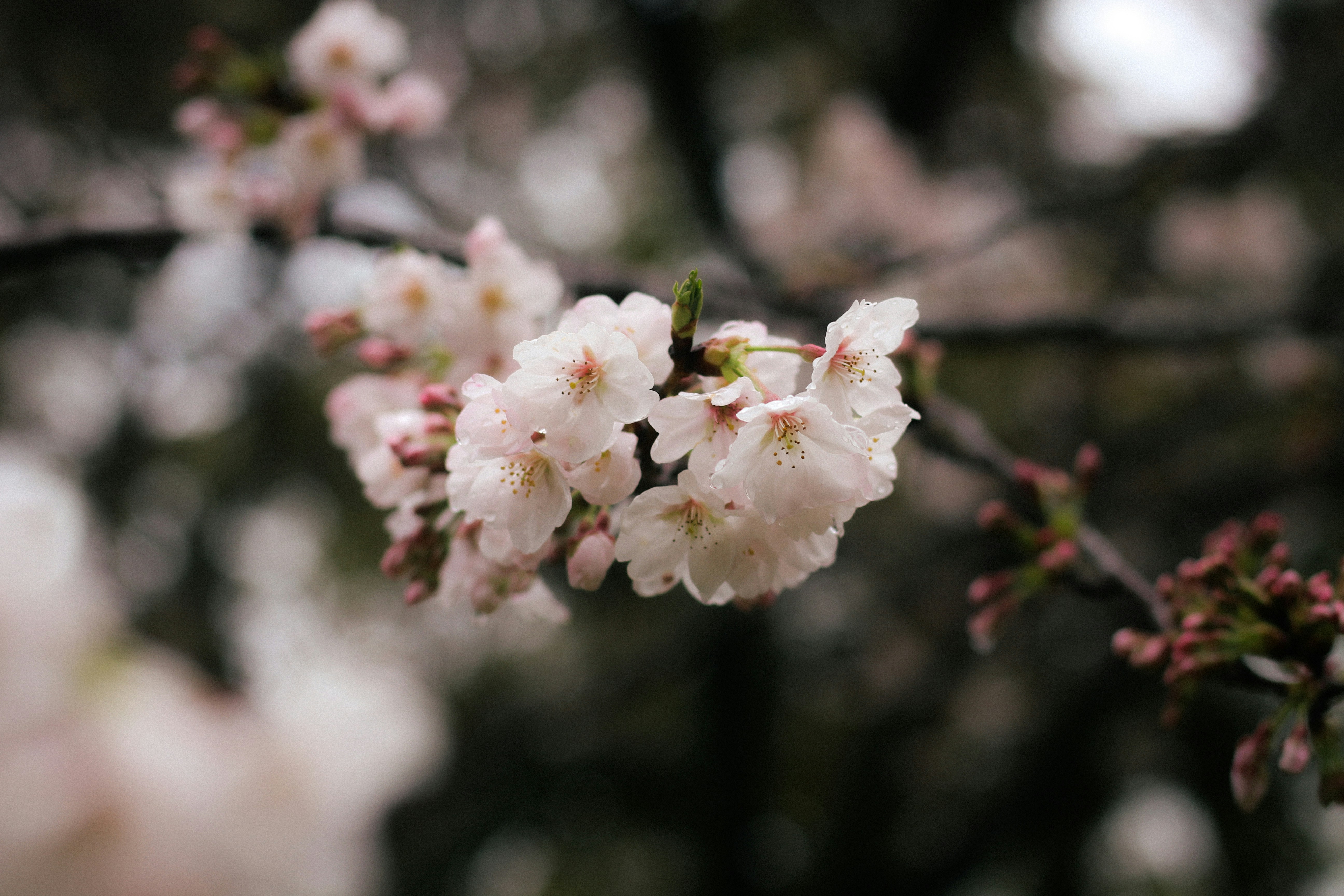 Blossoms in Soft Focus: A Gentle Bloom on a Quiet Branch