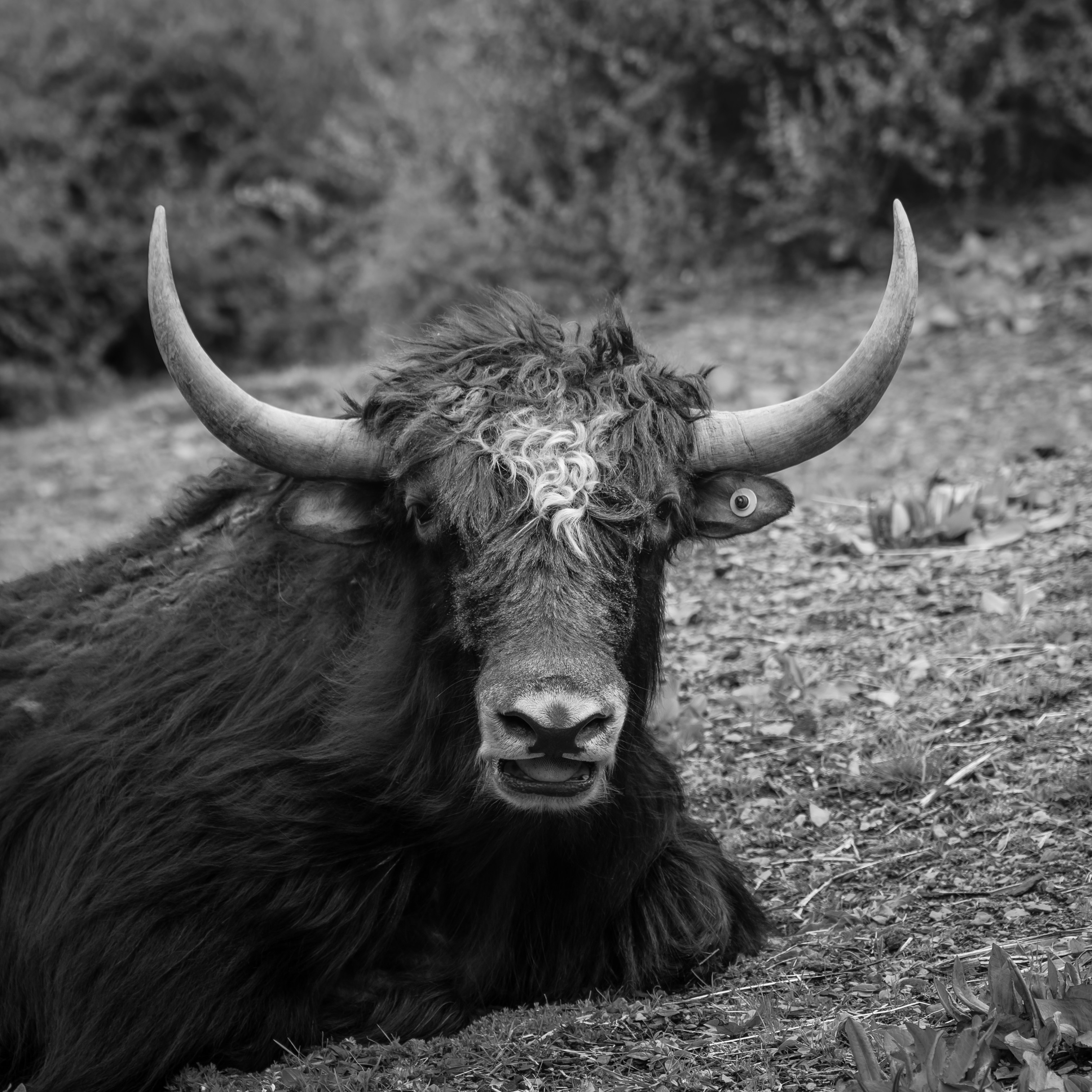 Stare of the Ancients: Highland Bull Lounges in the Wild