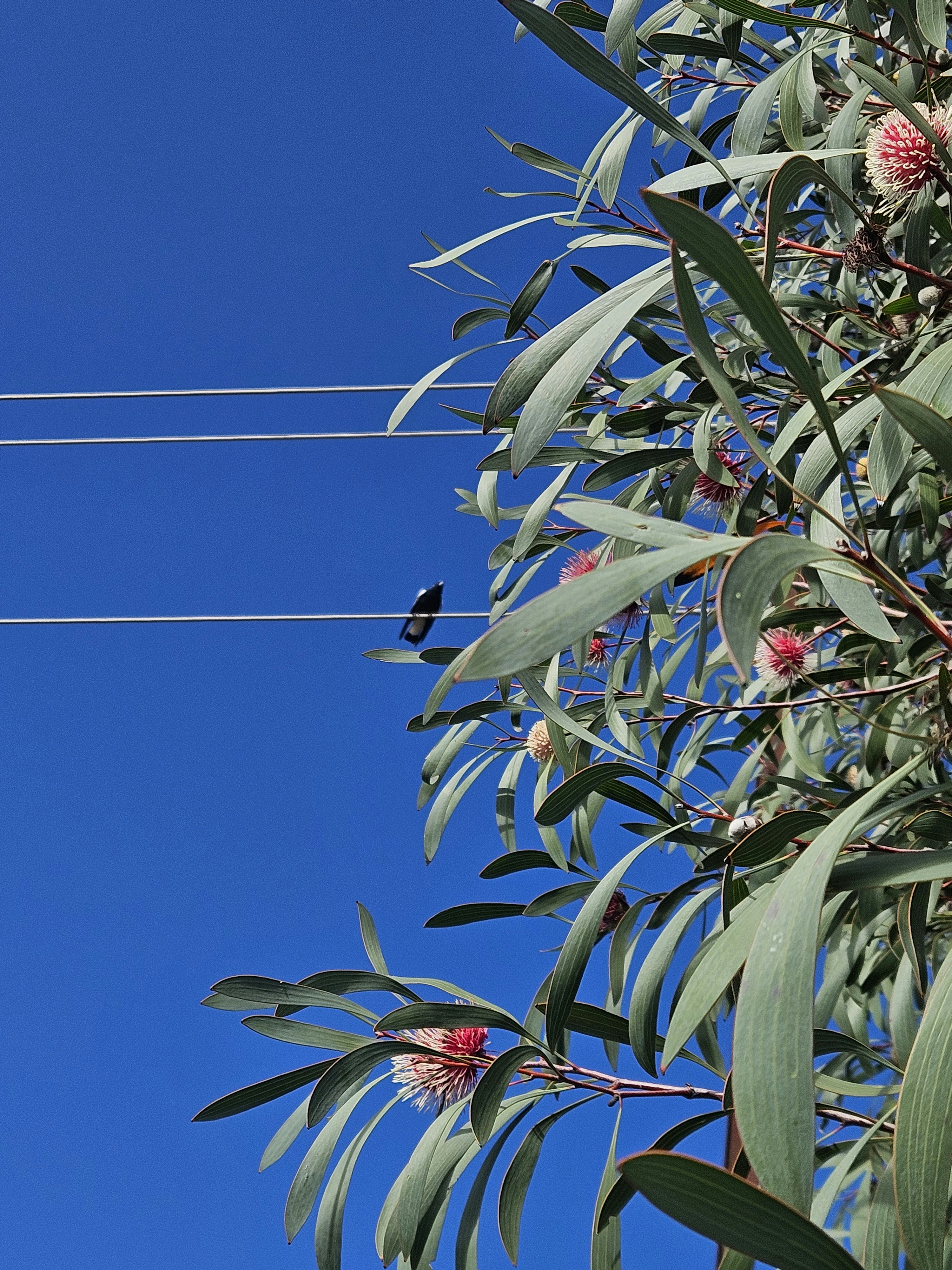 Violet blossoms and wireline silhouettes against a clear blue sky
