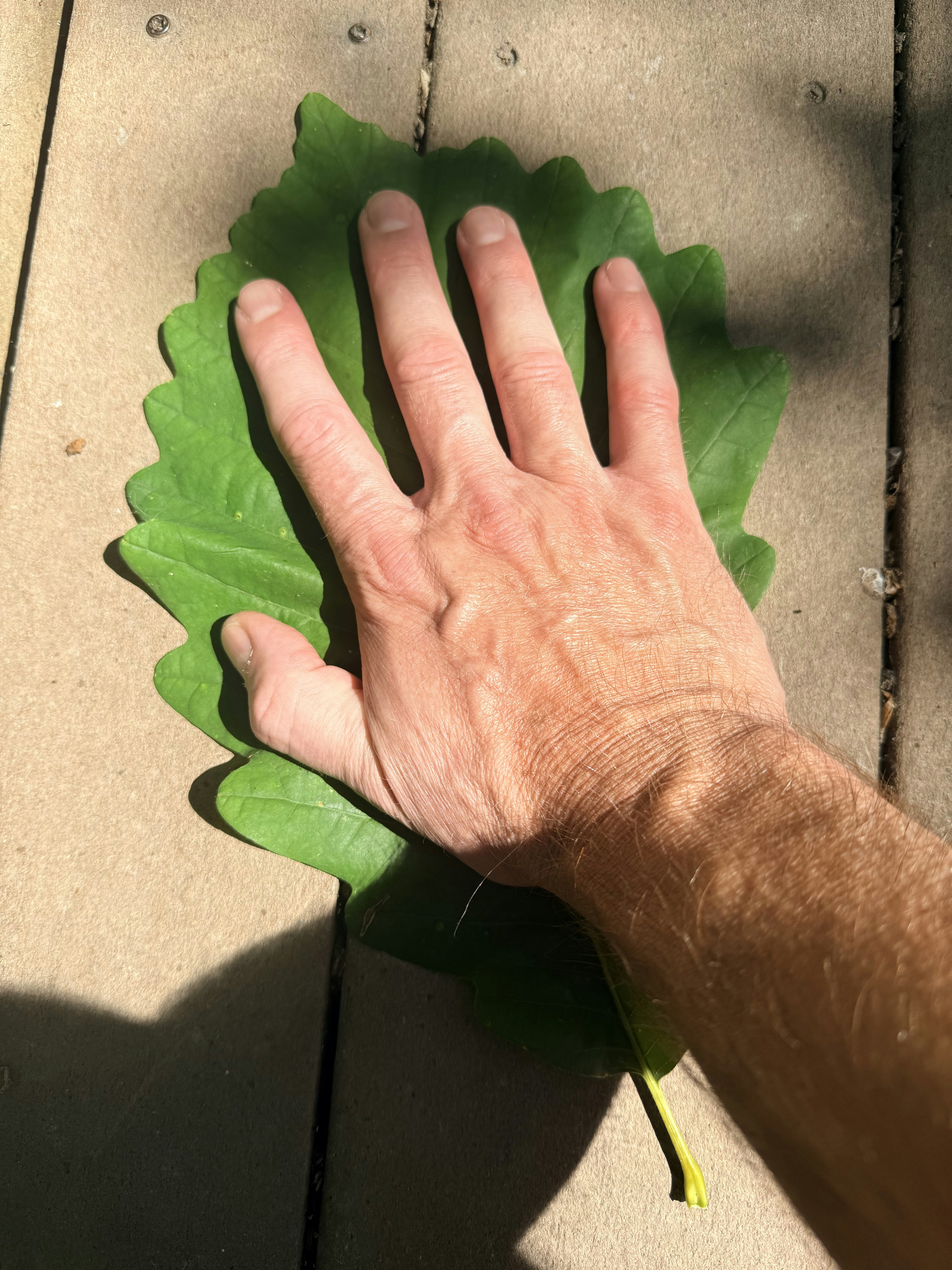 Hand Shadow on a Green Leaf: A Sunlit Study of Texture and Contrast