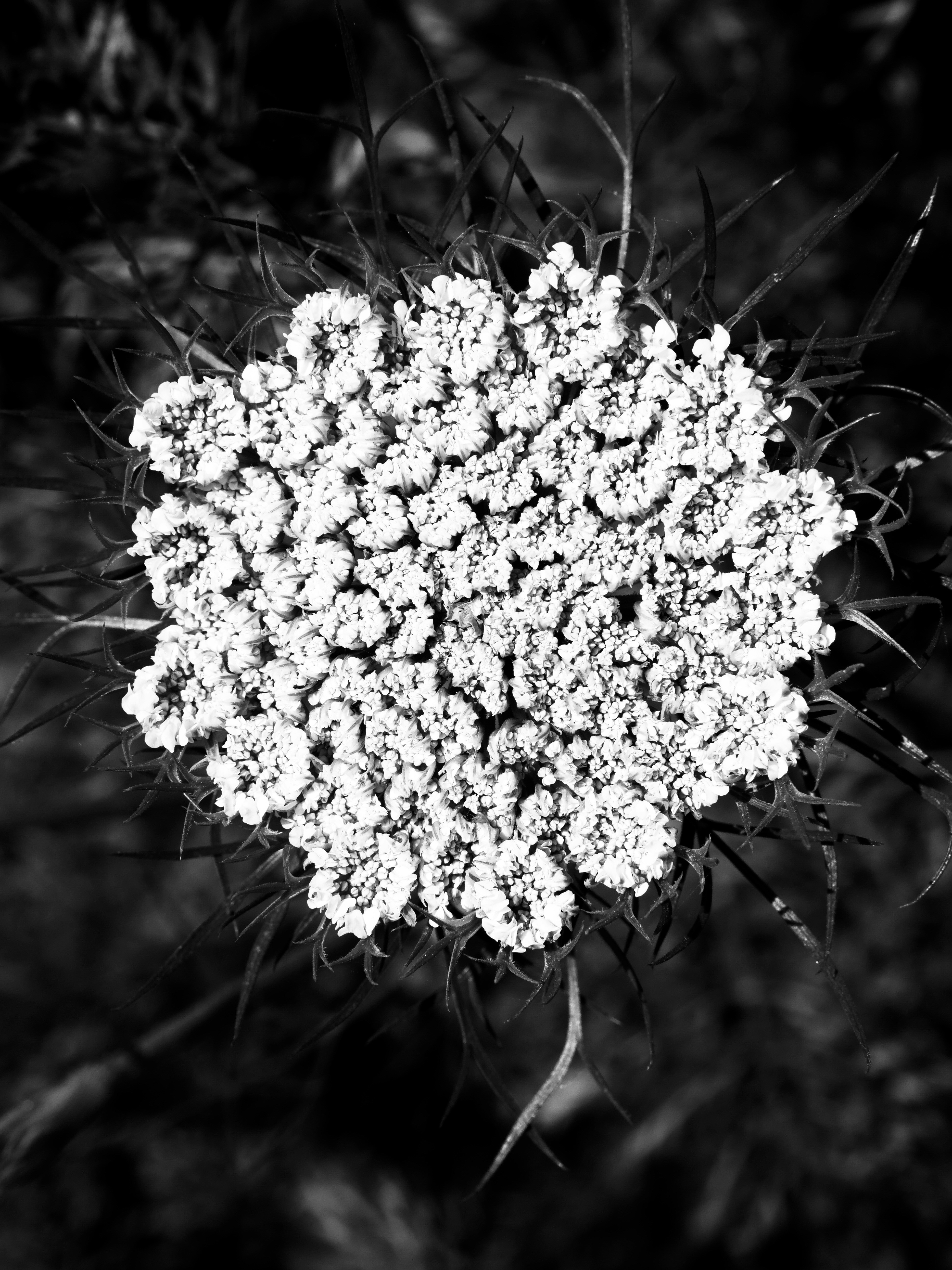 Monochrome Crown: A Distant Bloom in Sharp Focus