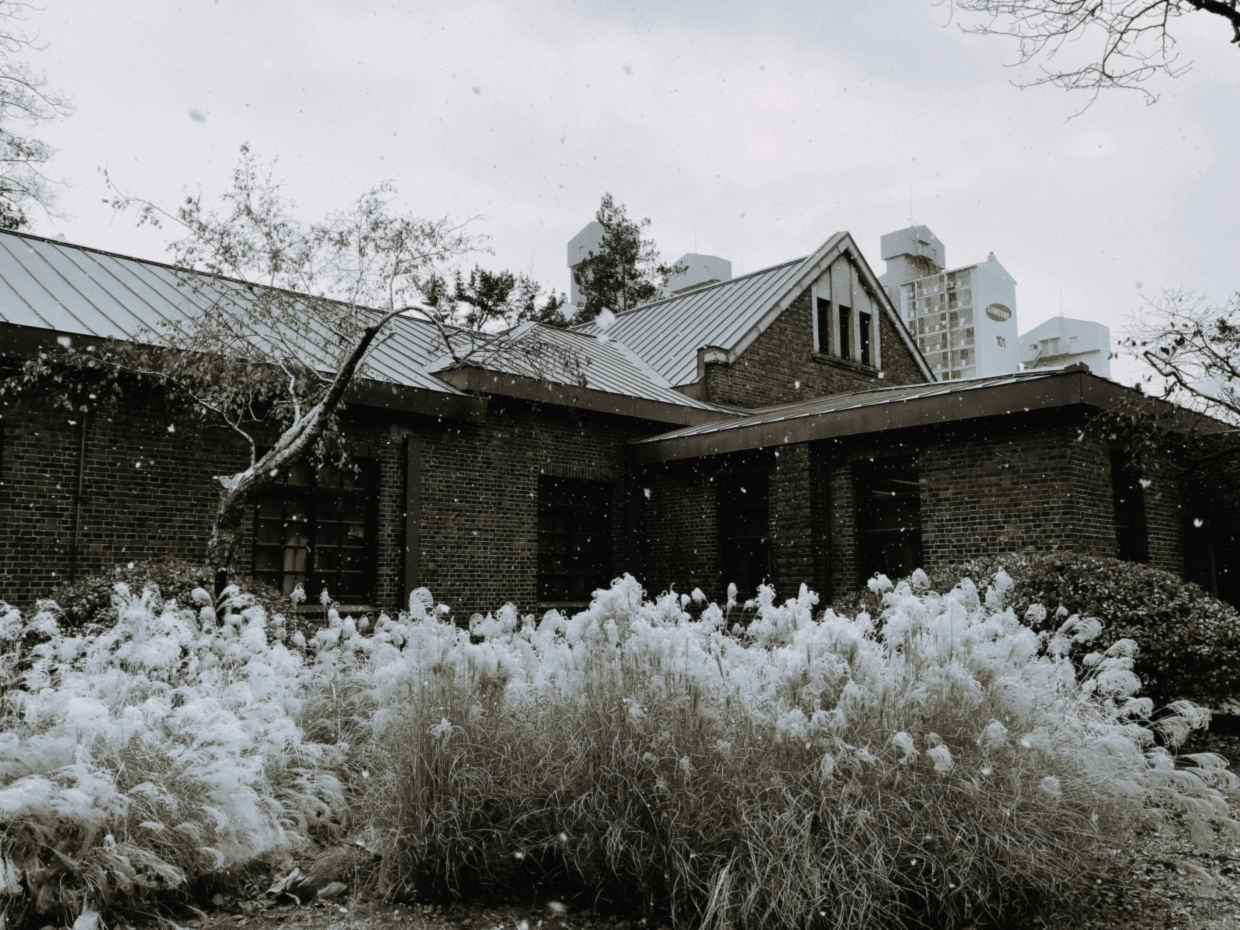 Brick bungalow with snow-covered ornamental grasses in foreground, light snowfall and cloudy sky with urban buildings in background.