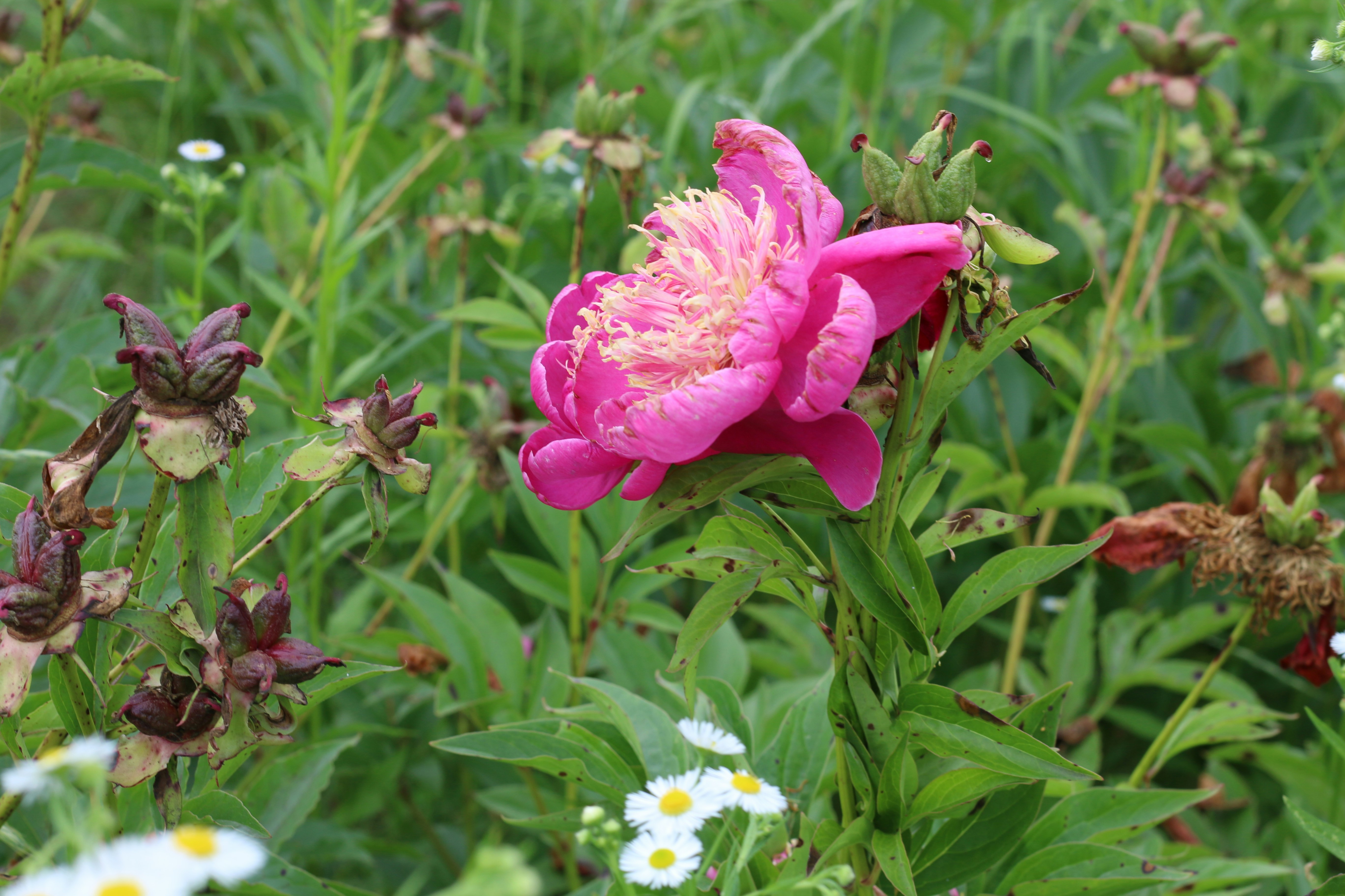 Flaming Peony in a Meadow of Daisies