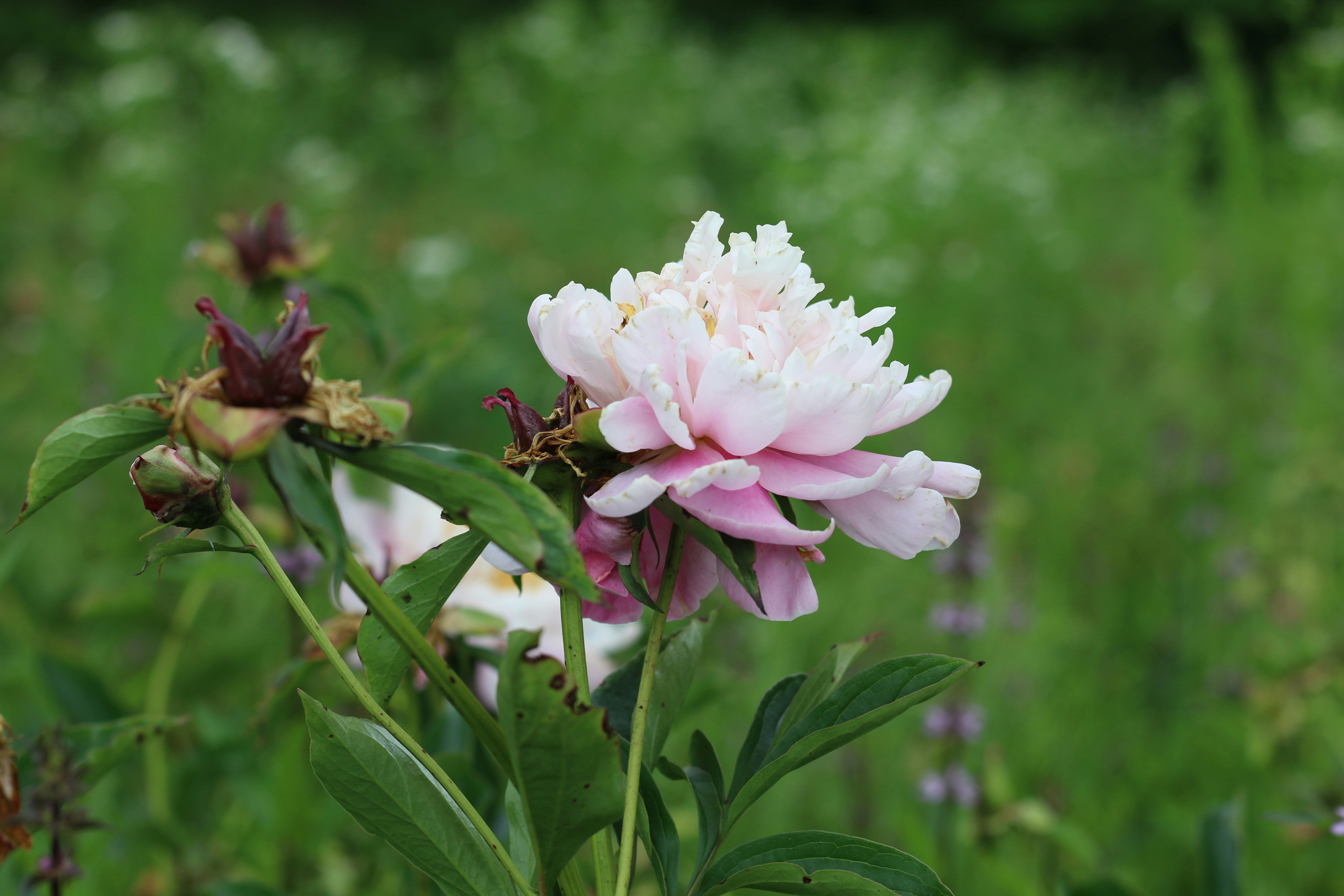 Soft-petaled Pink Peony in a Quiet Meadow