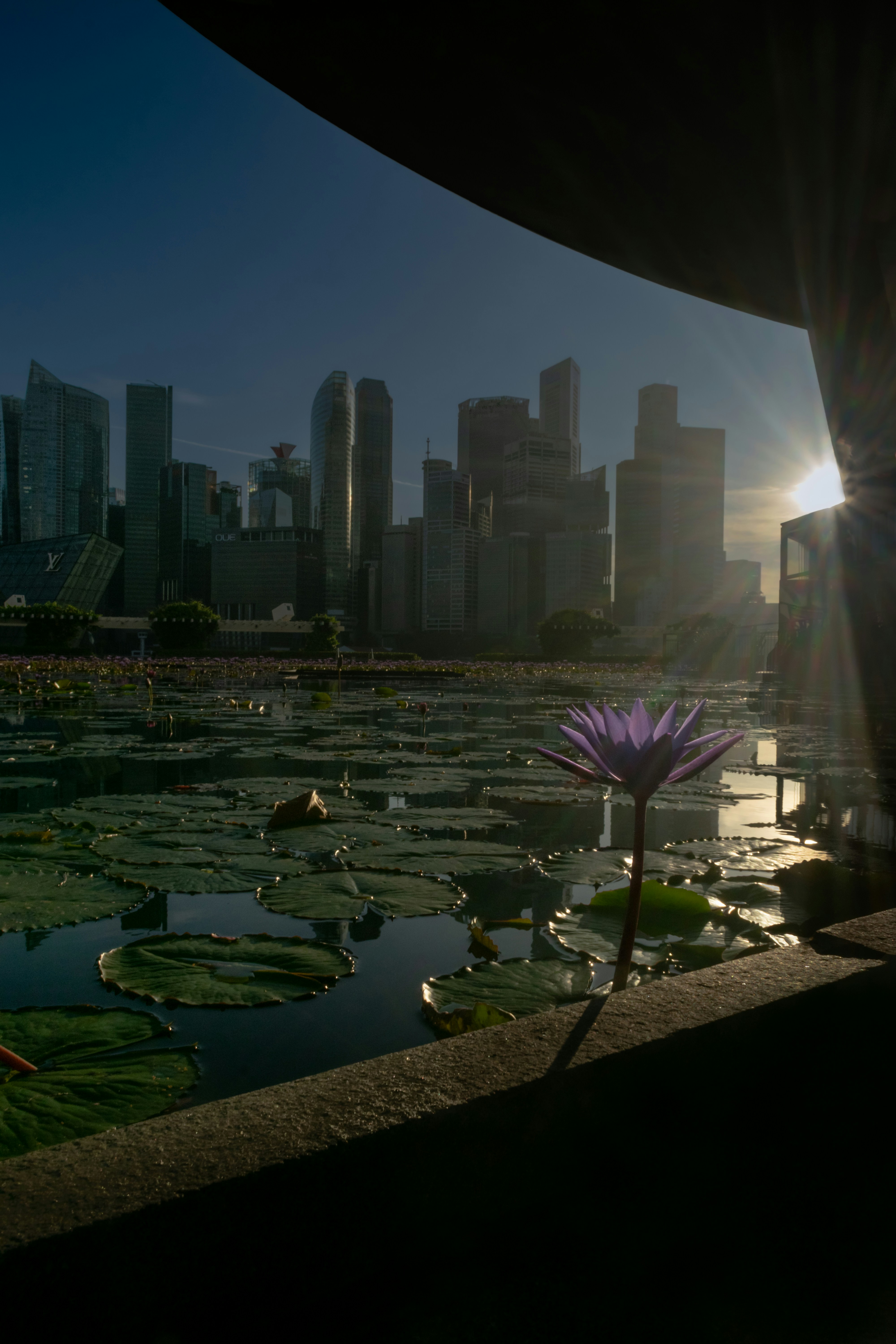 Sunlit Lily Among Glass Giants