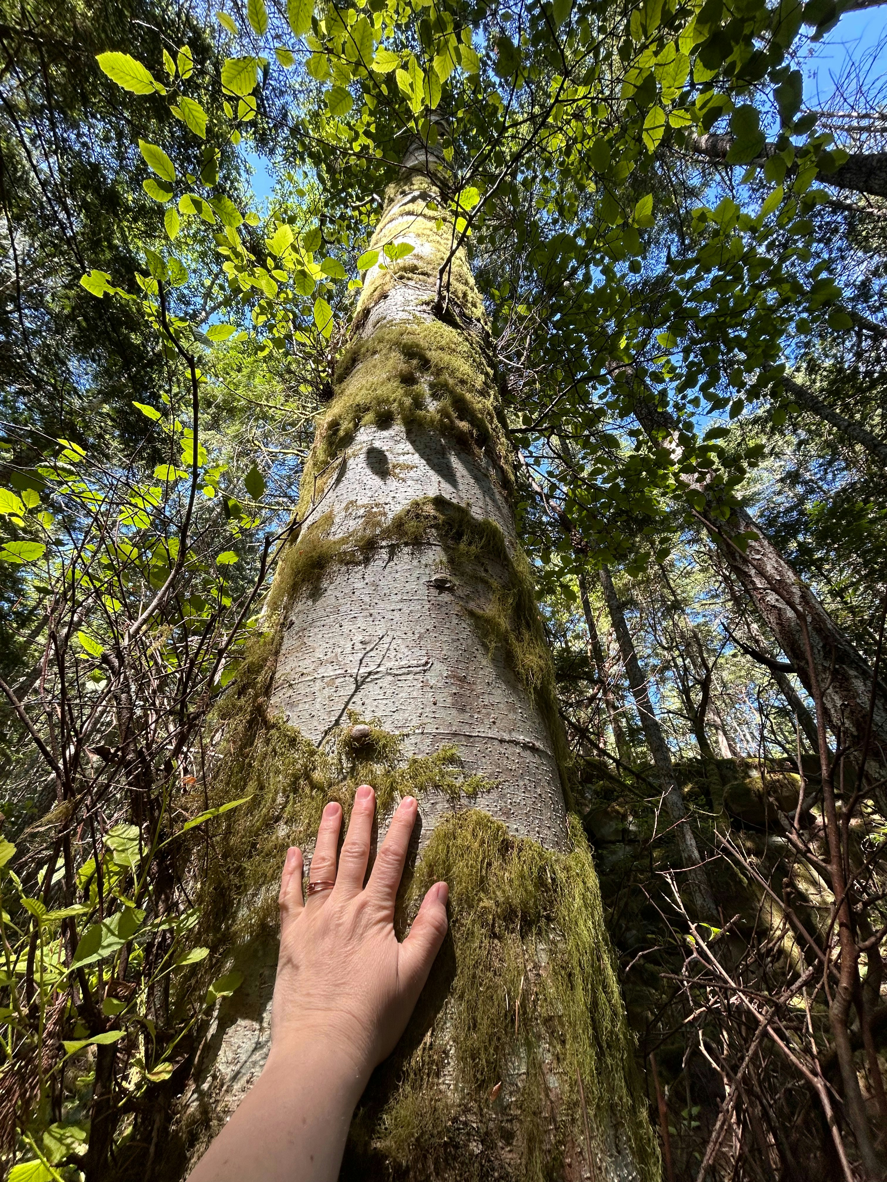Hug a tree, alder, coastal Douglas fir ecosystem
