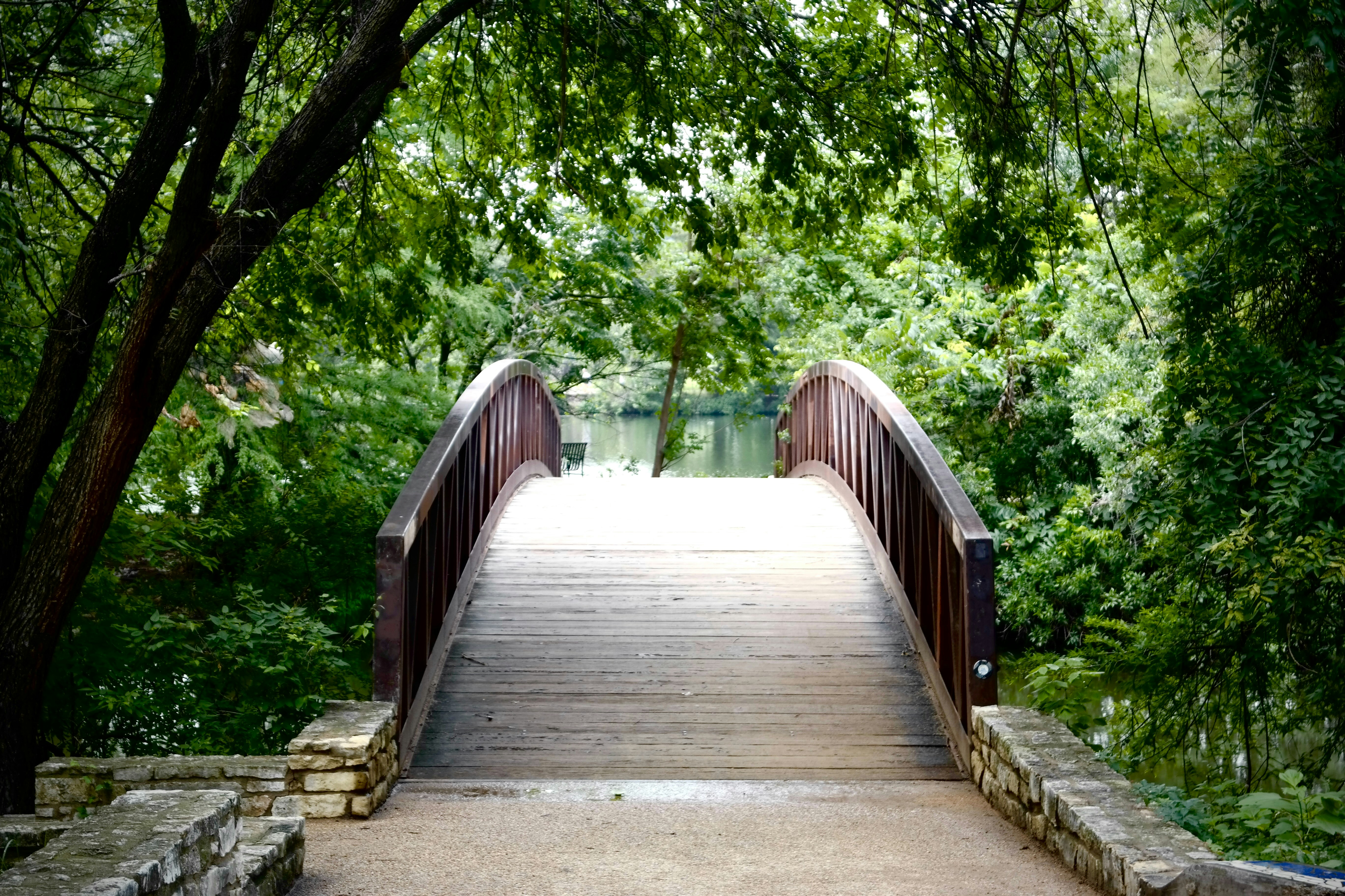 Sunlit wooden bridge arching into a verdant canopy
