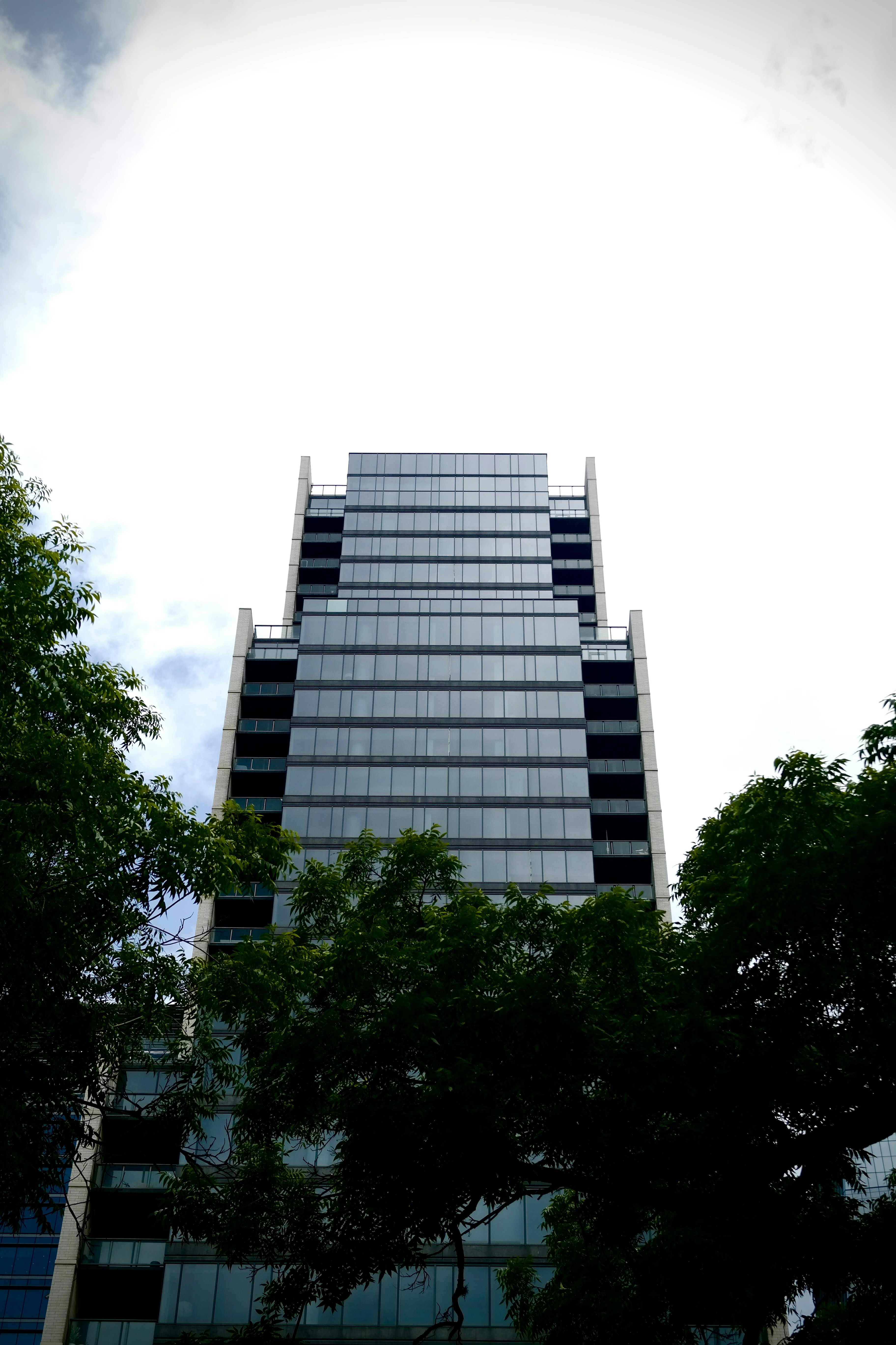 Skyward Glass: A Tower Reaching Through Light and Foliage