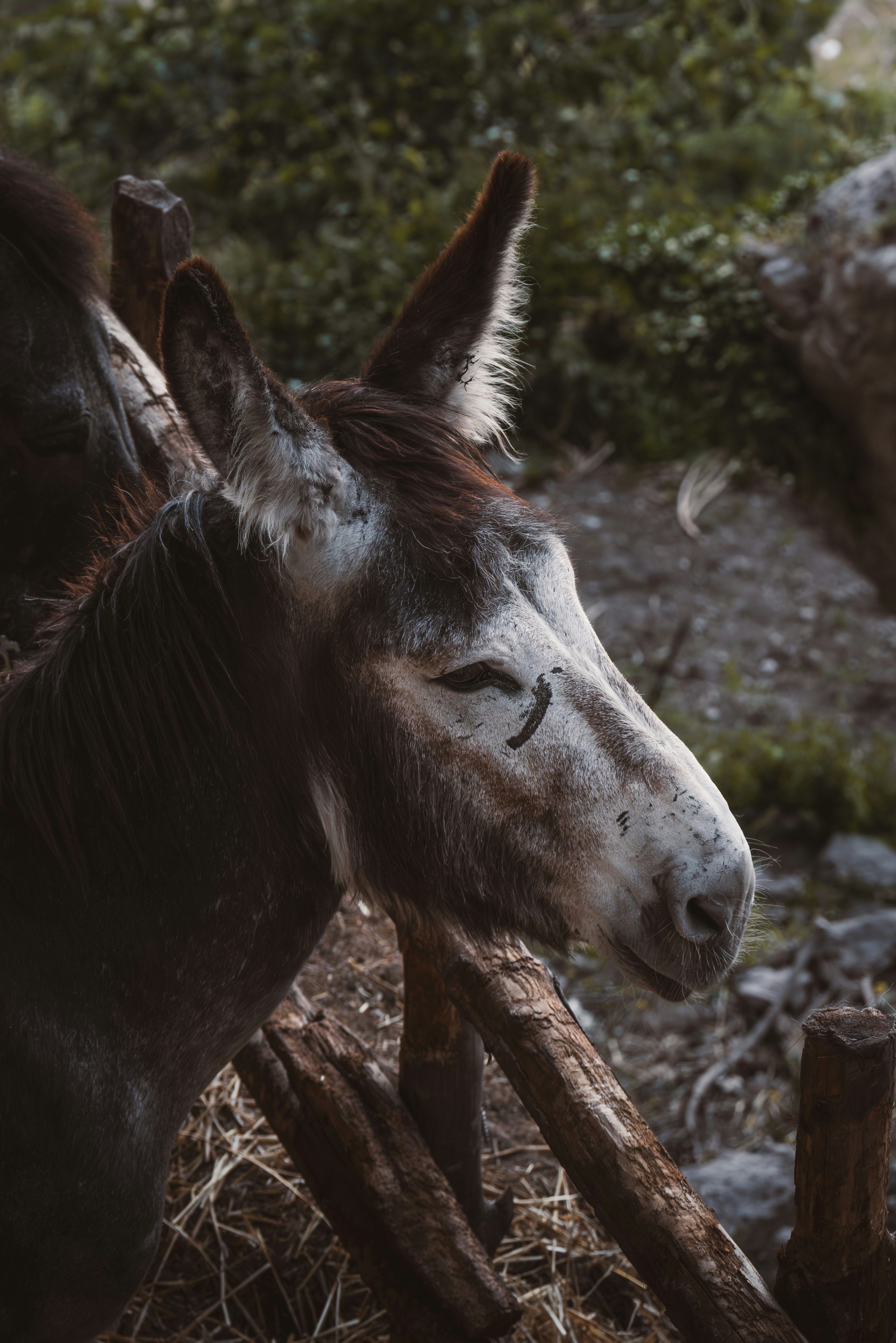 Halt at the Pass: A Dappled Donkey Faces the Quiet Ridge
