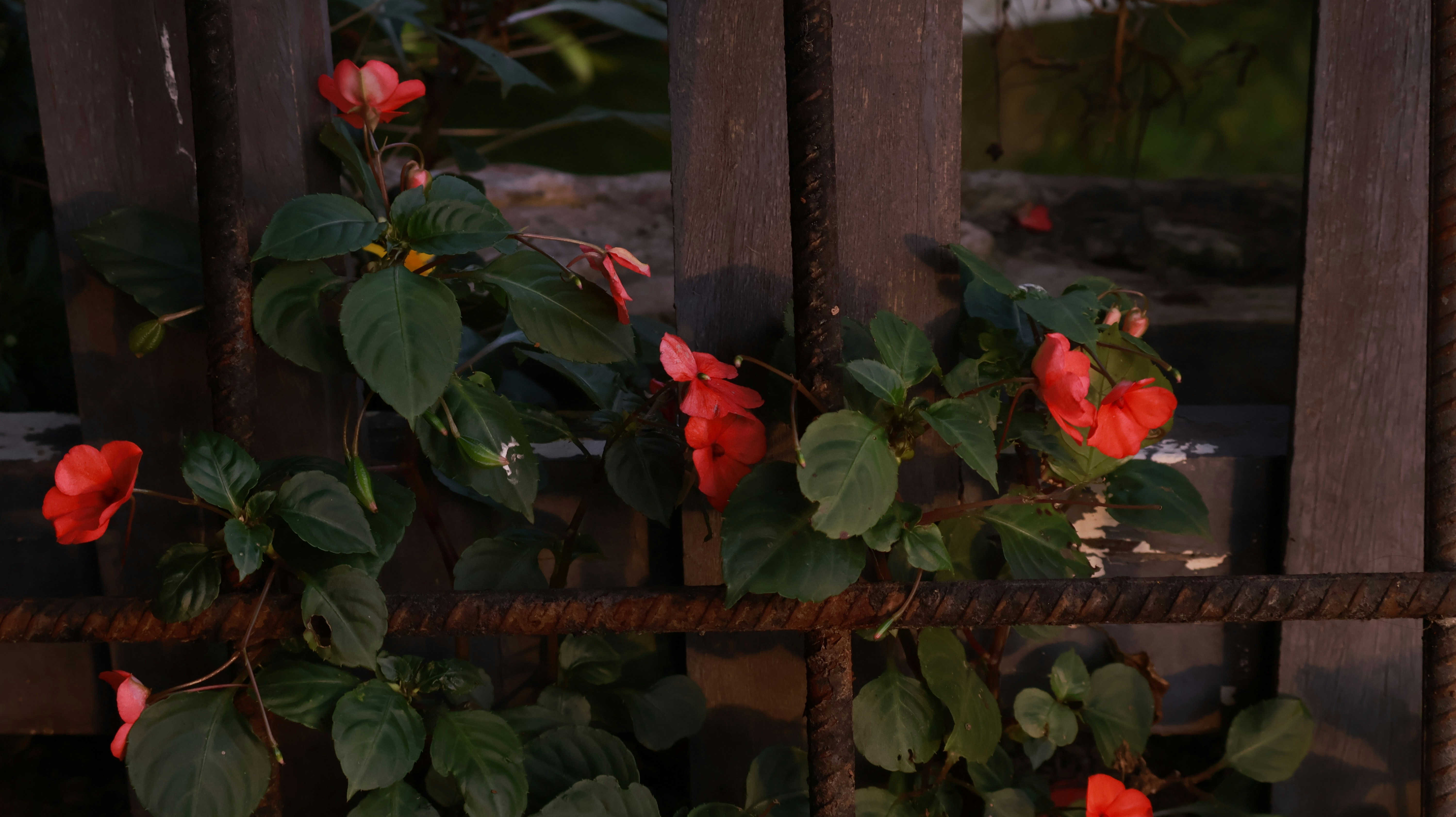 Red Flowers Climbing Through Rustic Bars