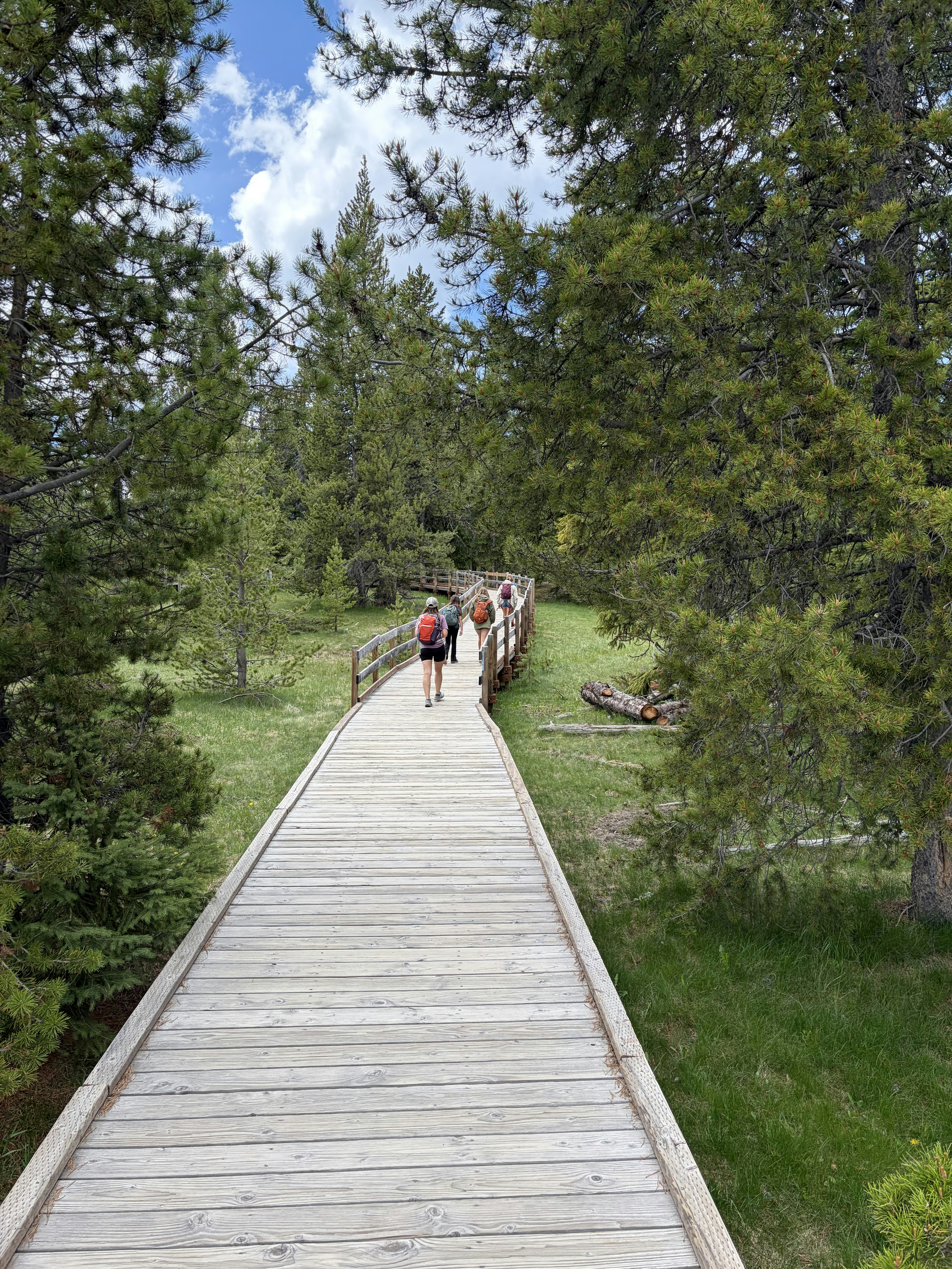 A winding wooden boardwalk leads through a dense pine forest, with a small group of hikers in the distance. The scene emphasizes nature traversal and calm outdoor exploration.