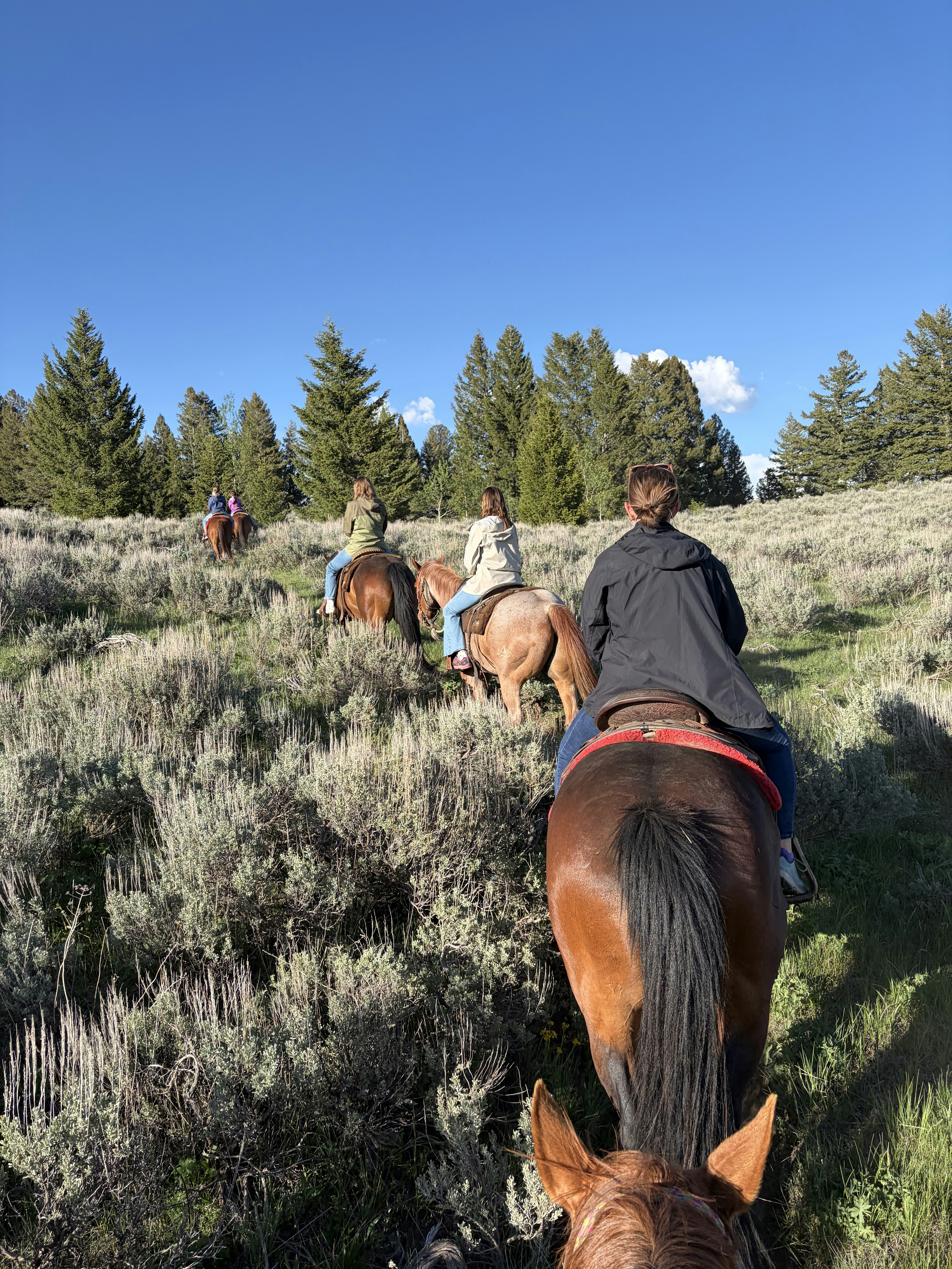 Trail of Riders: A Line of Horses Climb Toward the Pines