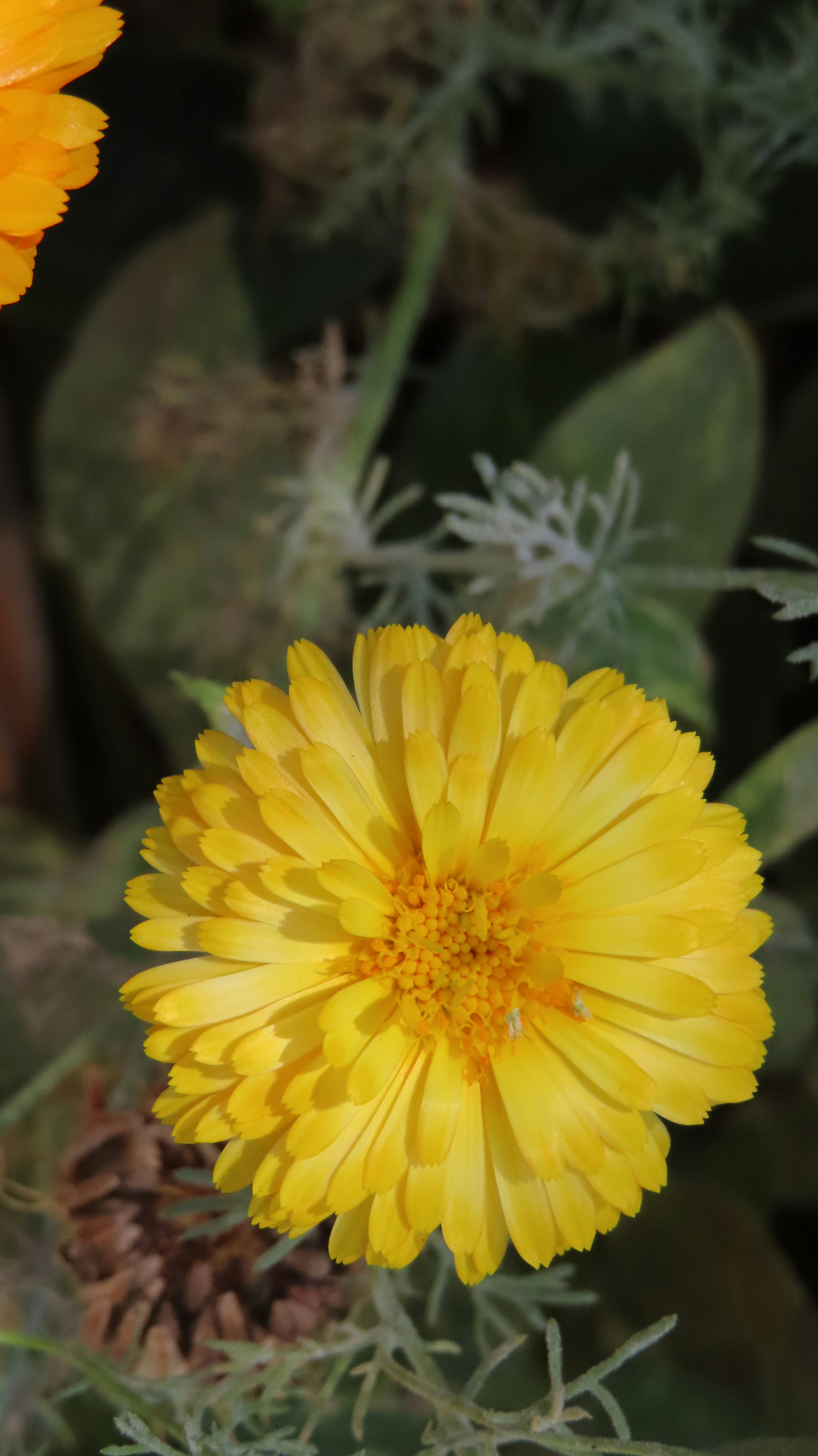 Golden Marigold Portrait in Soft Garden Light