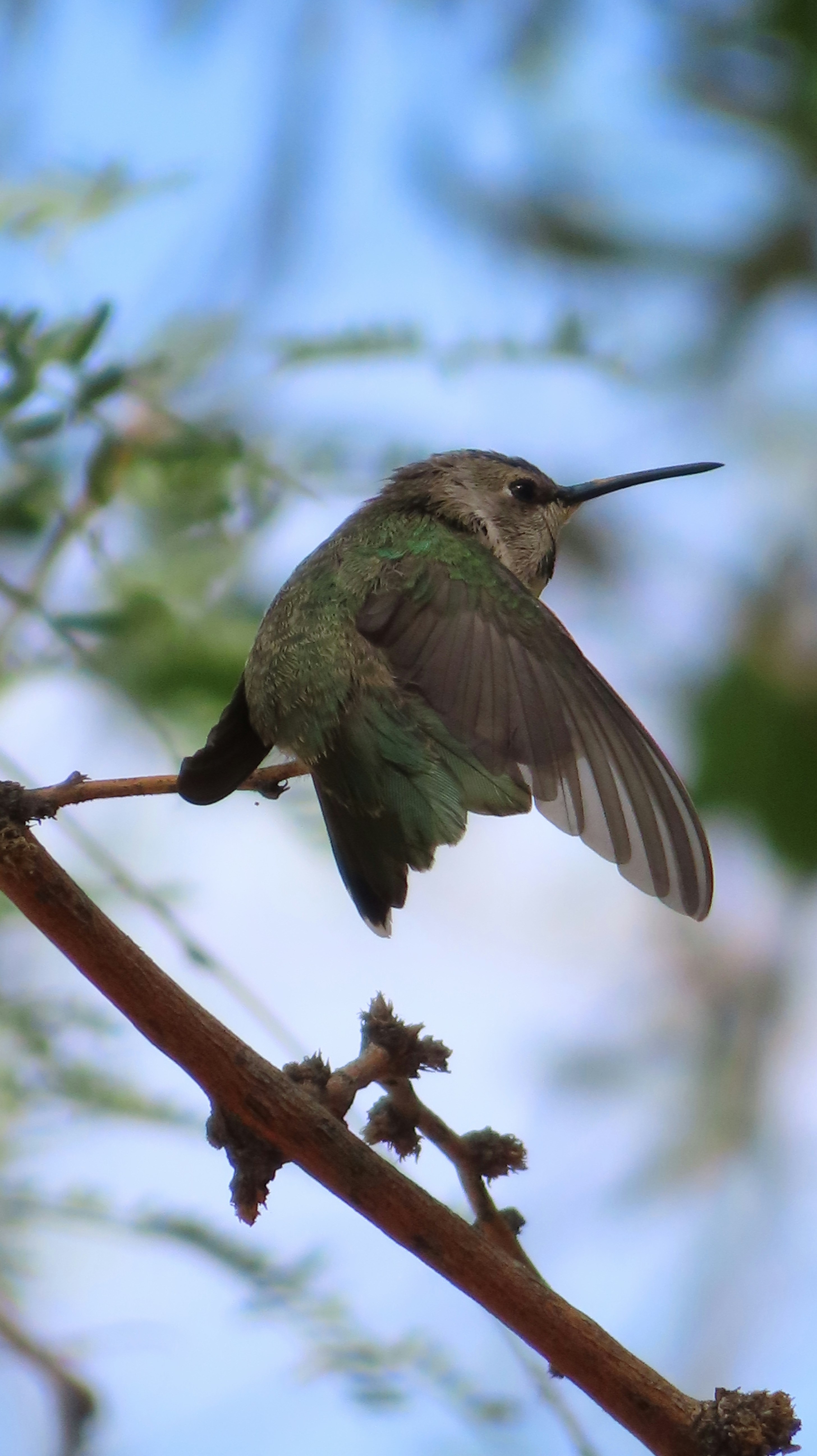 On the Edge: Hummingbird in Mid-Treeline Flight