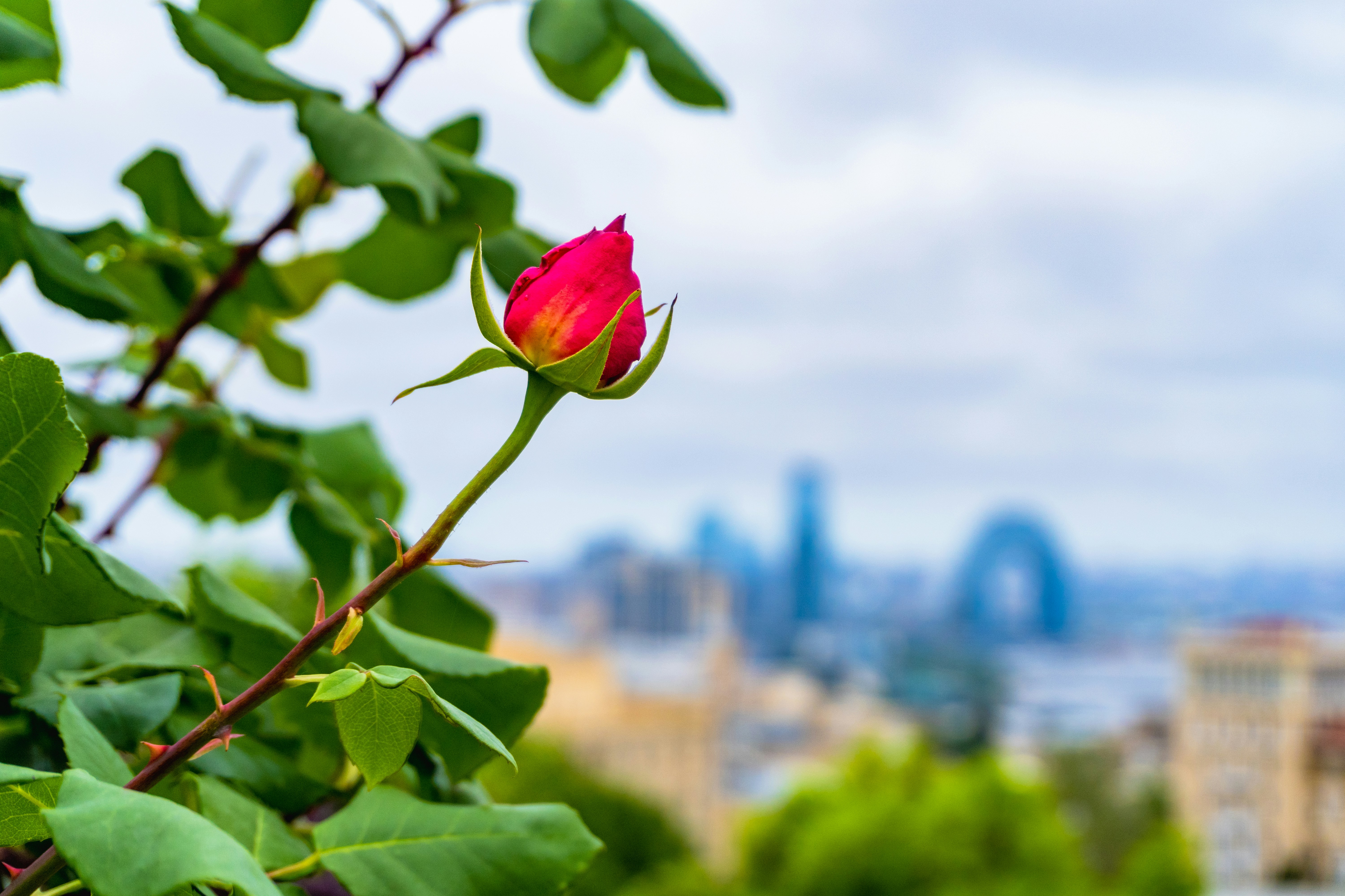 A lone rosebud in sharp bloom against a blurred cityscape