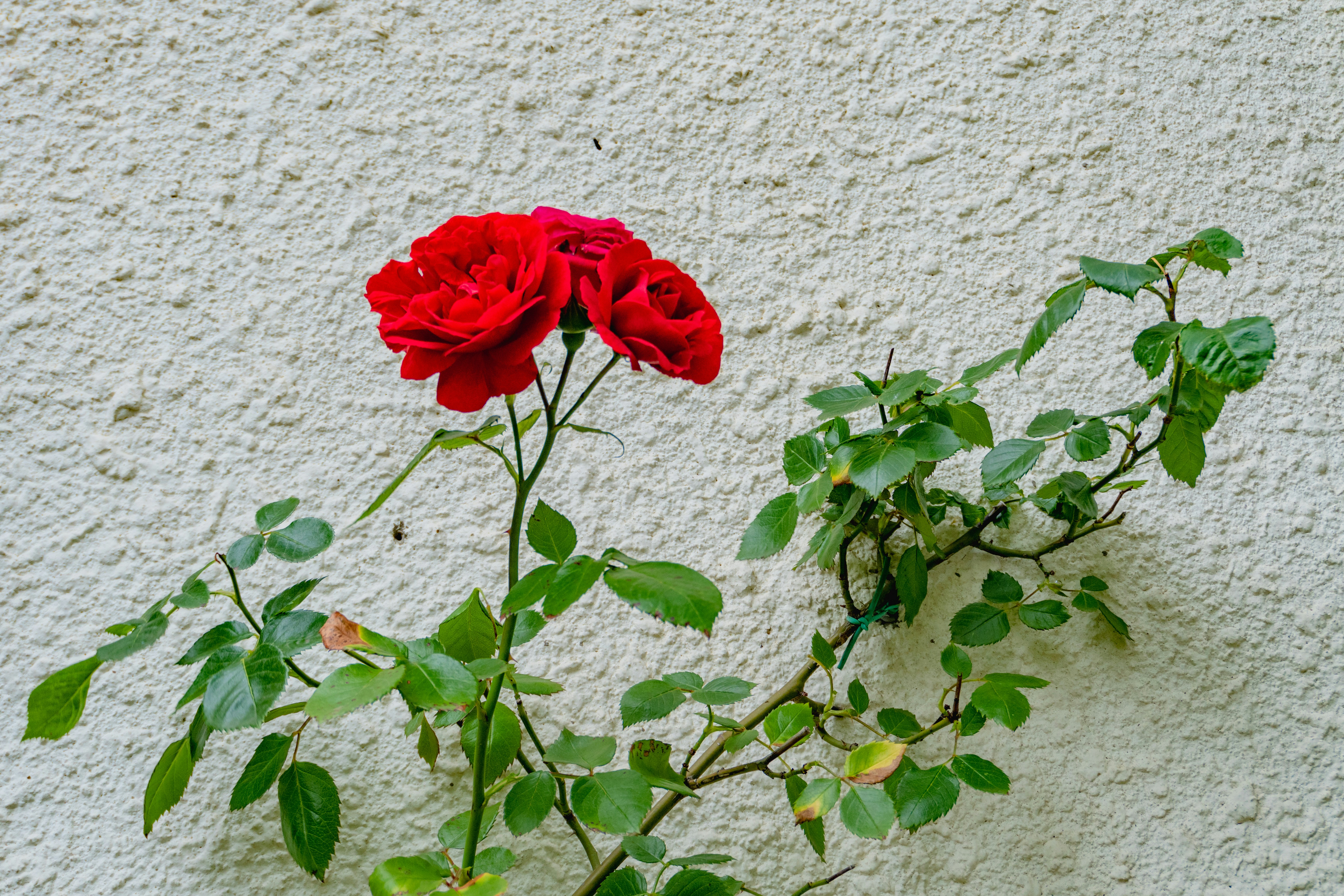 Red Rose Vines Against a Sunlit Wall