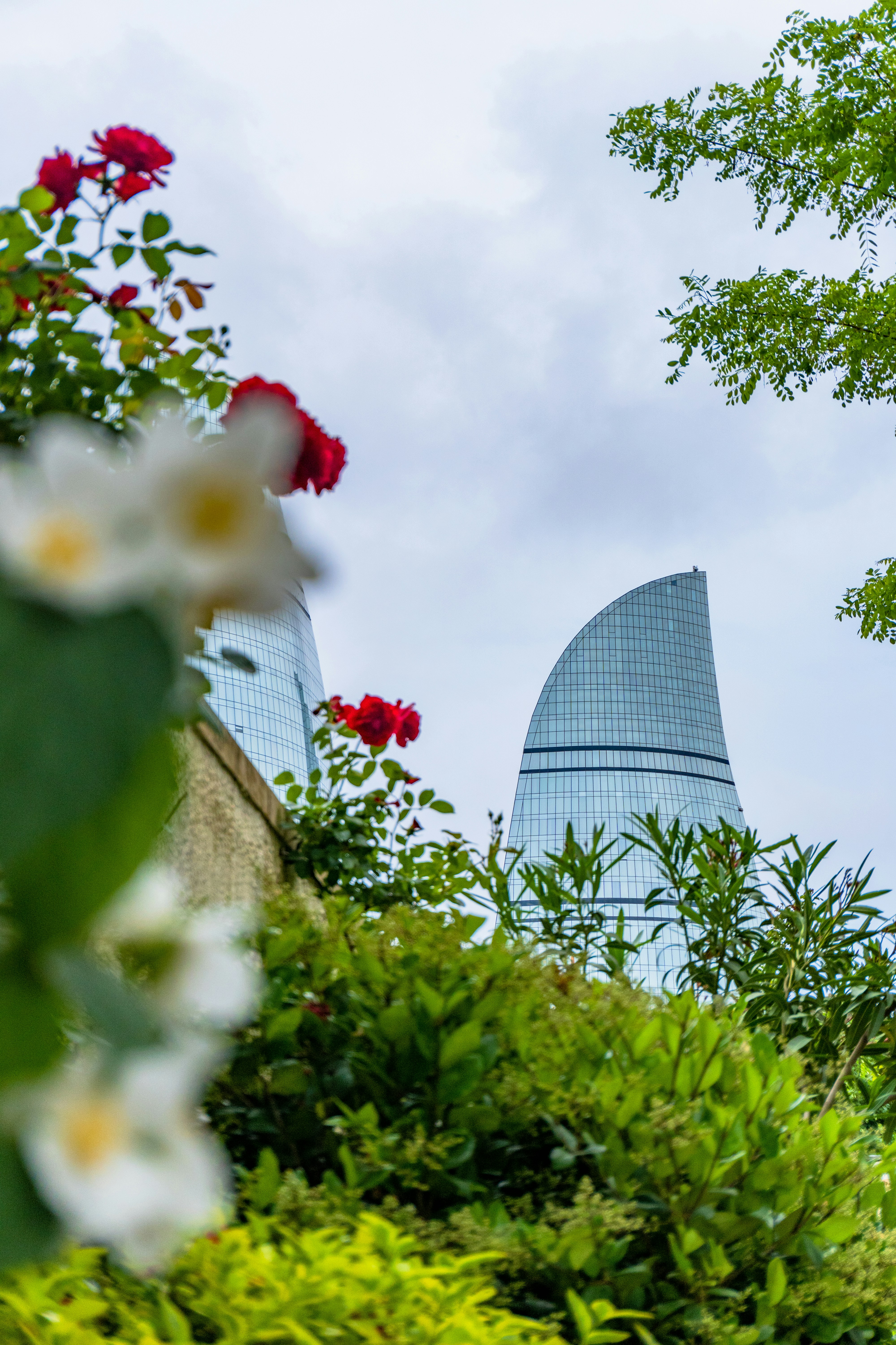 Blooming in the Shadow of a Slender Skyscraper