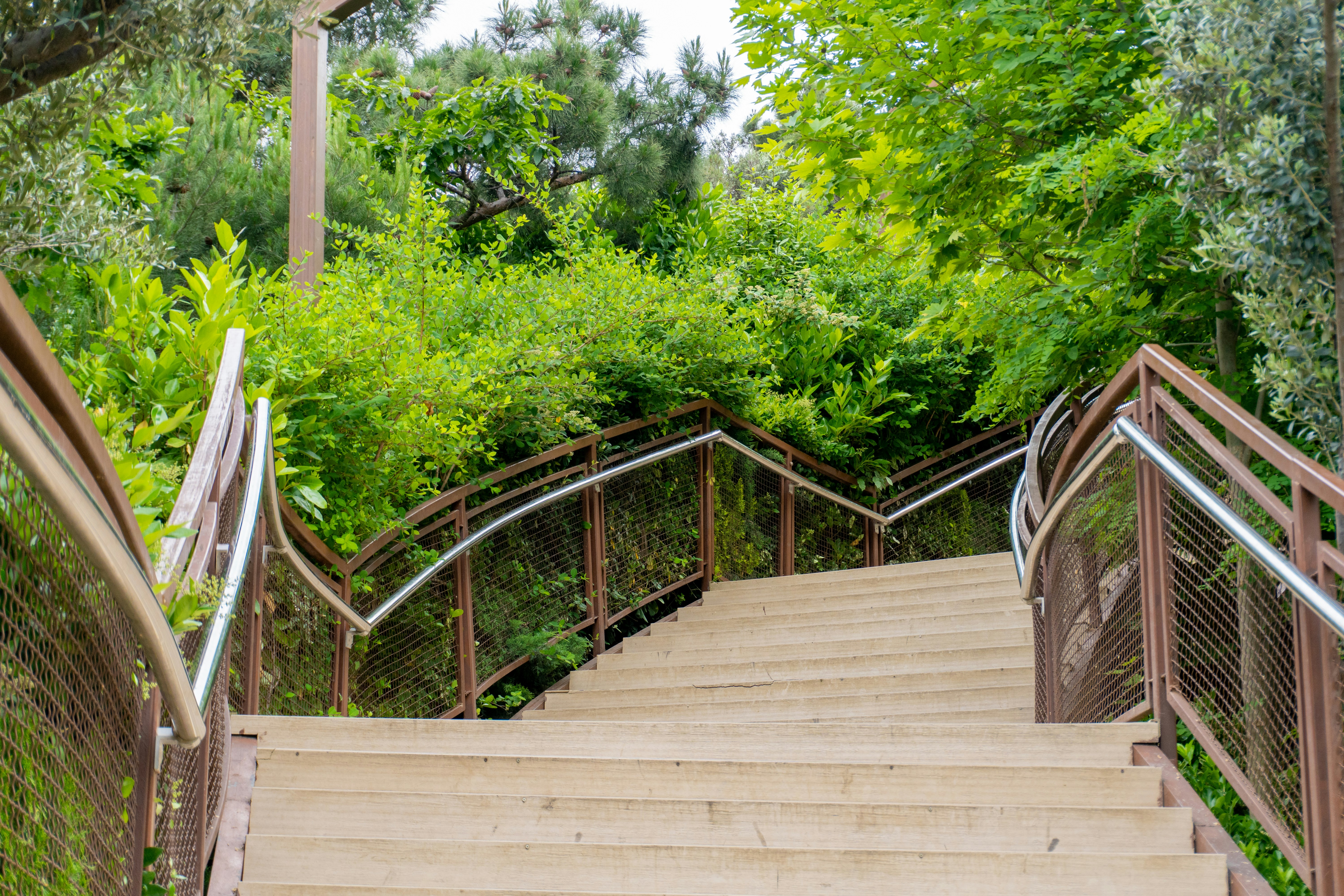 Emerald Stairway to the Canopy