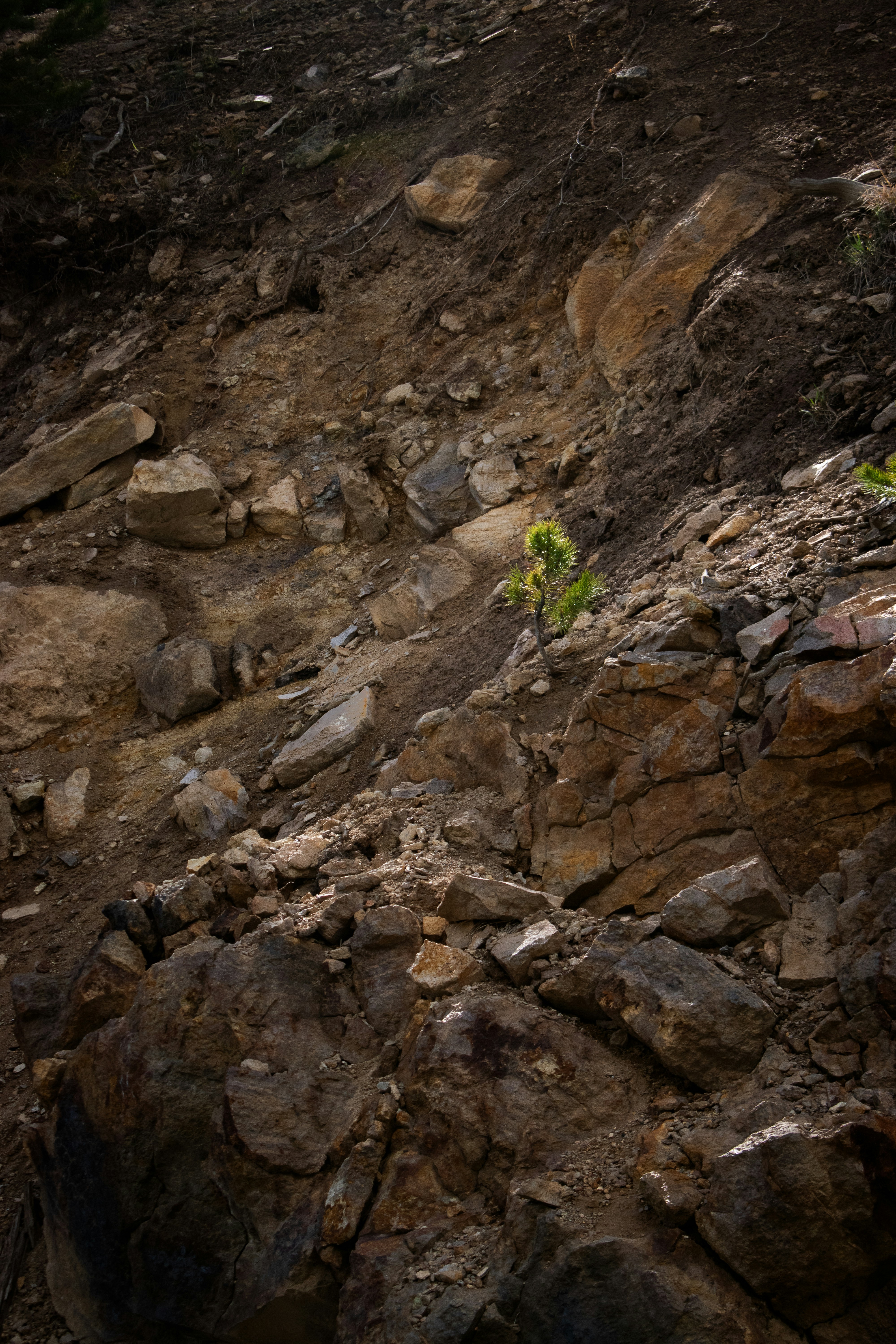 A Sparse Green Sentinel on a Rugged Slope