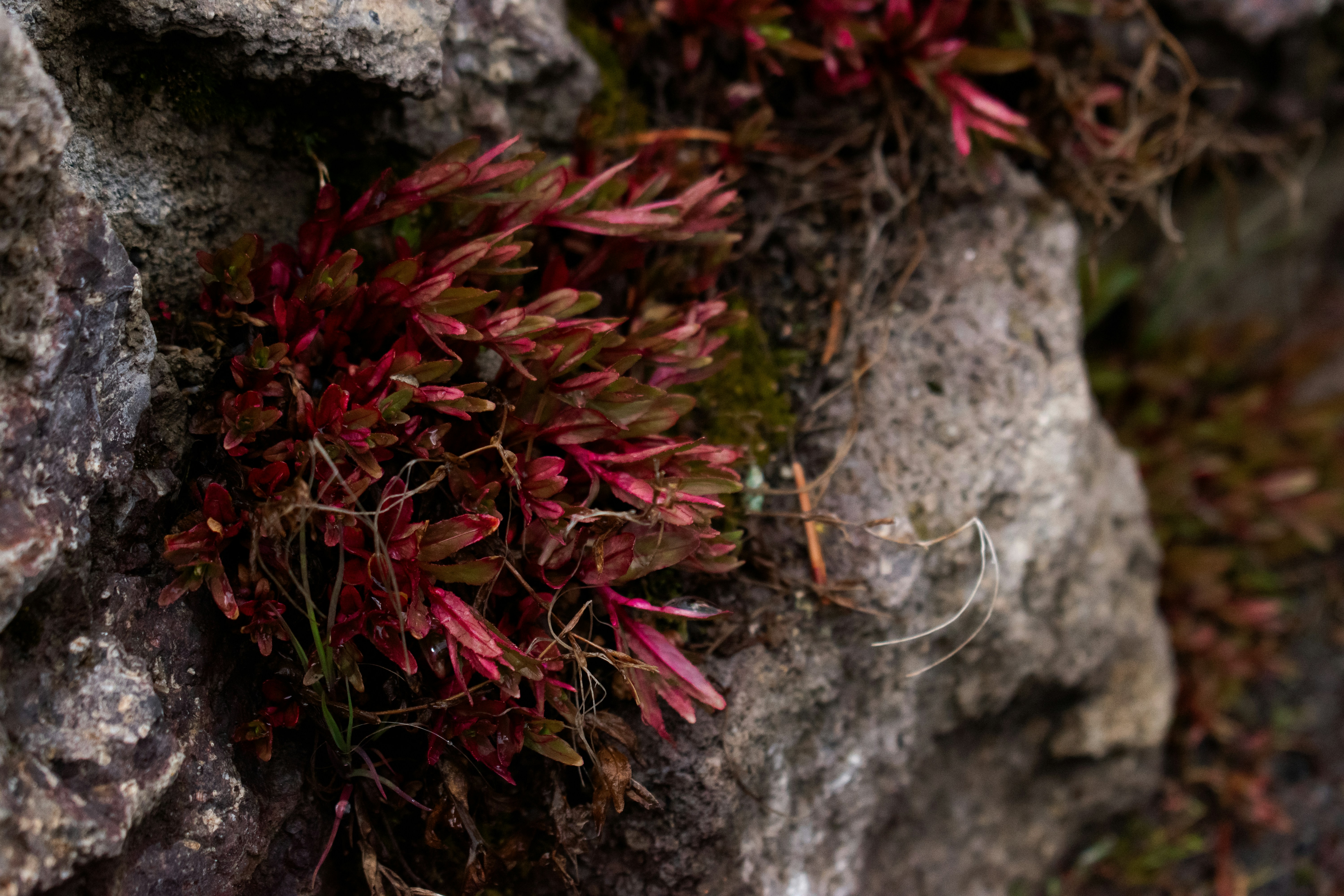 Crimson Fern Fronds Carving Through the Stone