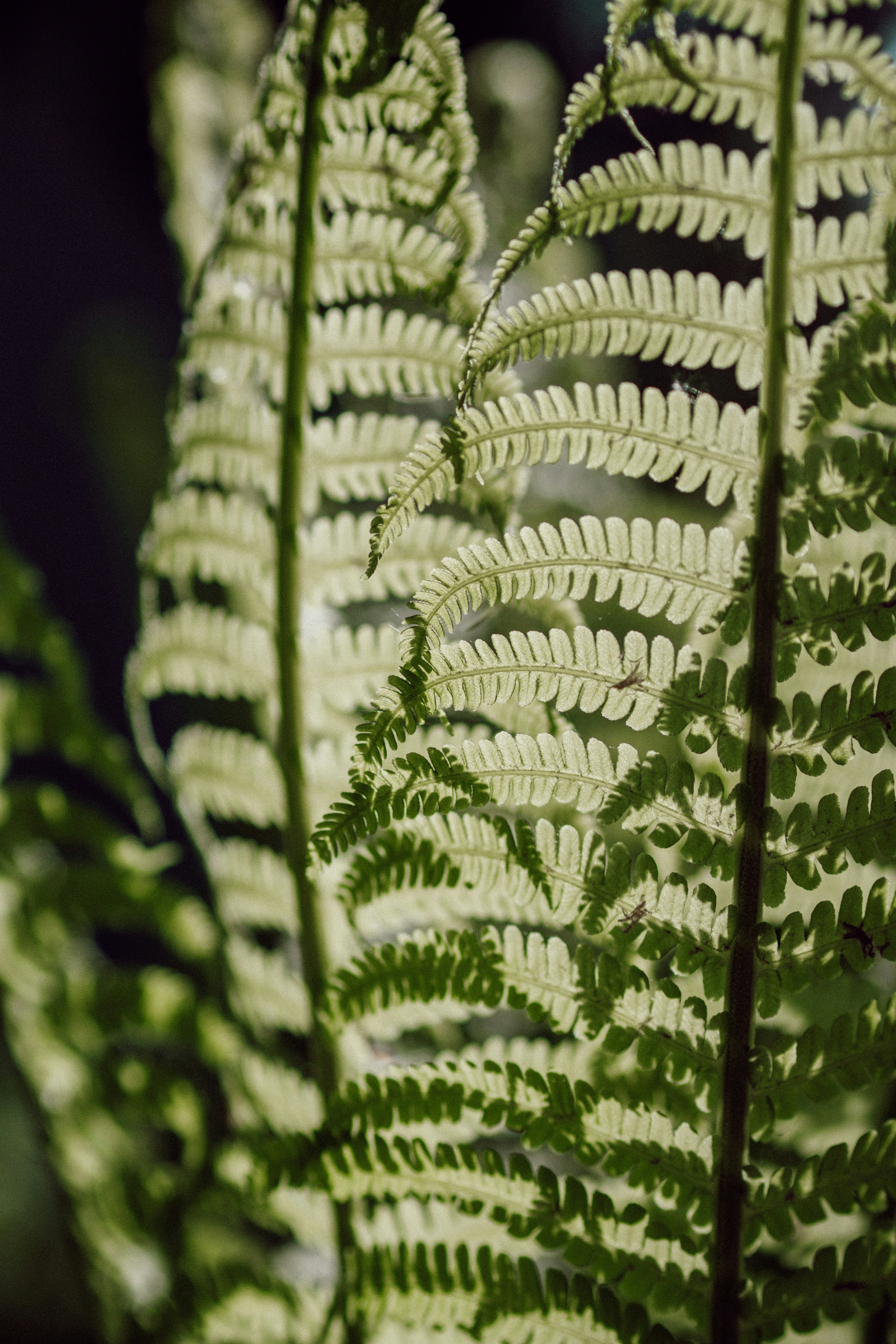 Sunlit Fern Fronds: Quiet Geometry of Green Lace