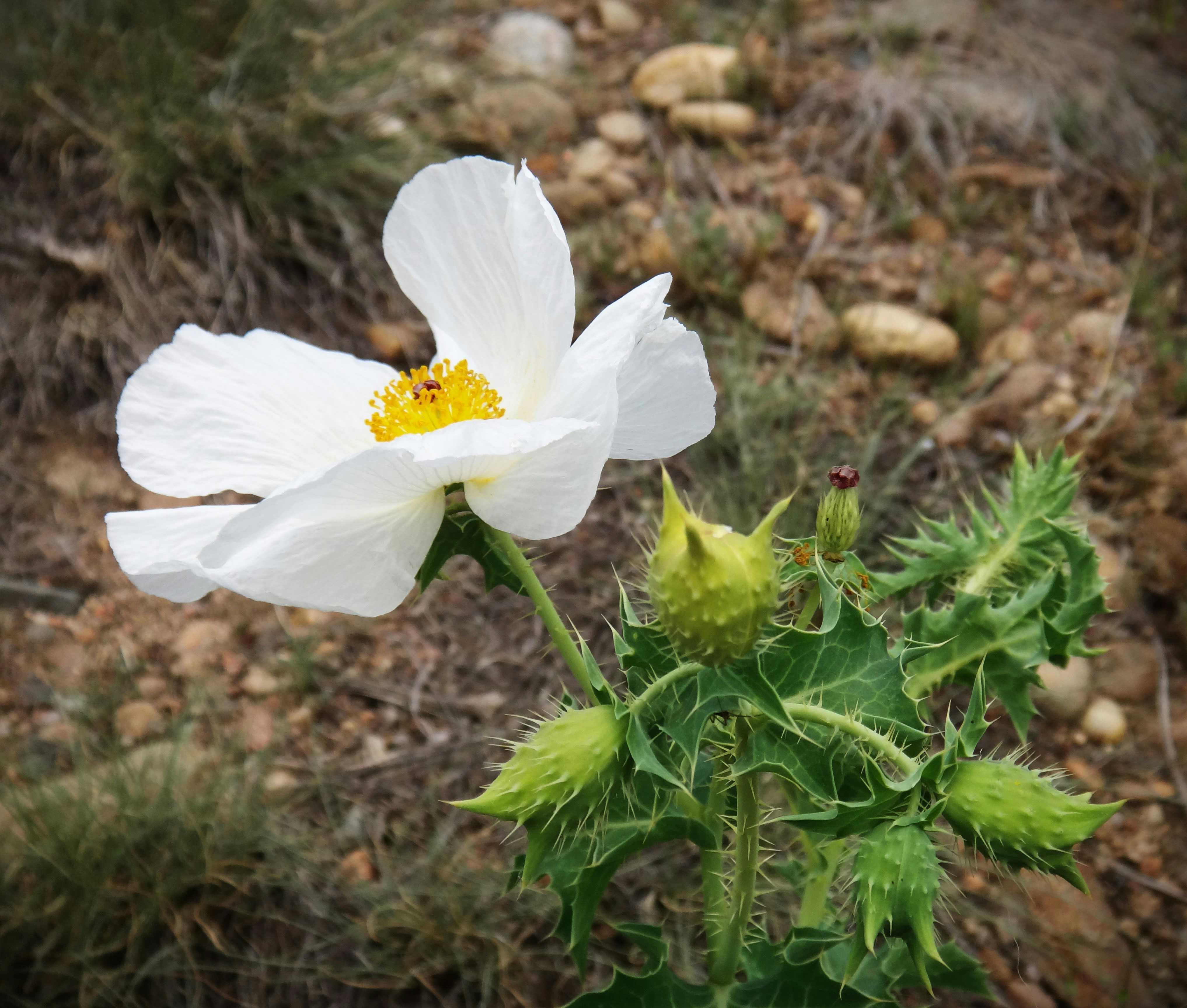 White poppy against rocky scrub in harsh sunlight