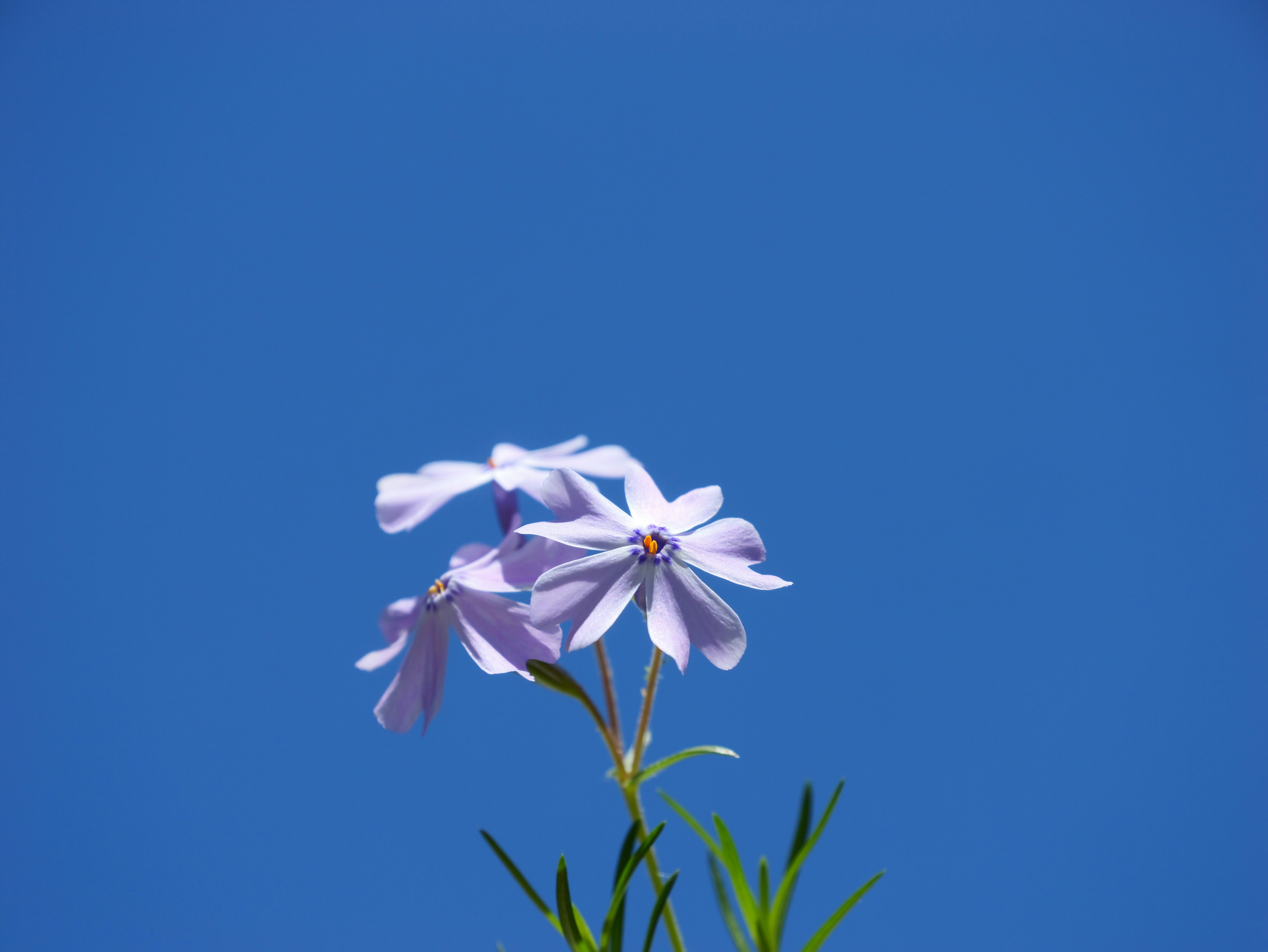 Lilac bloom against cerulean sky: a delicate summer moment