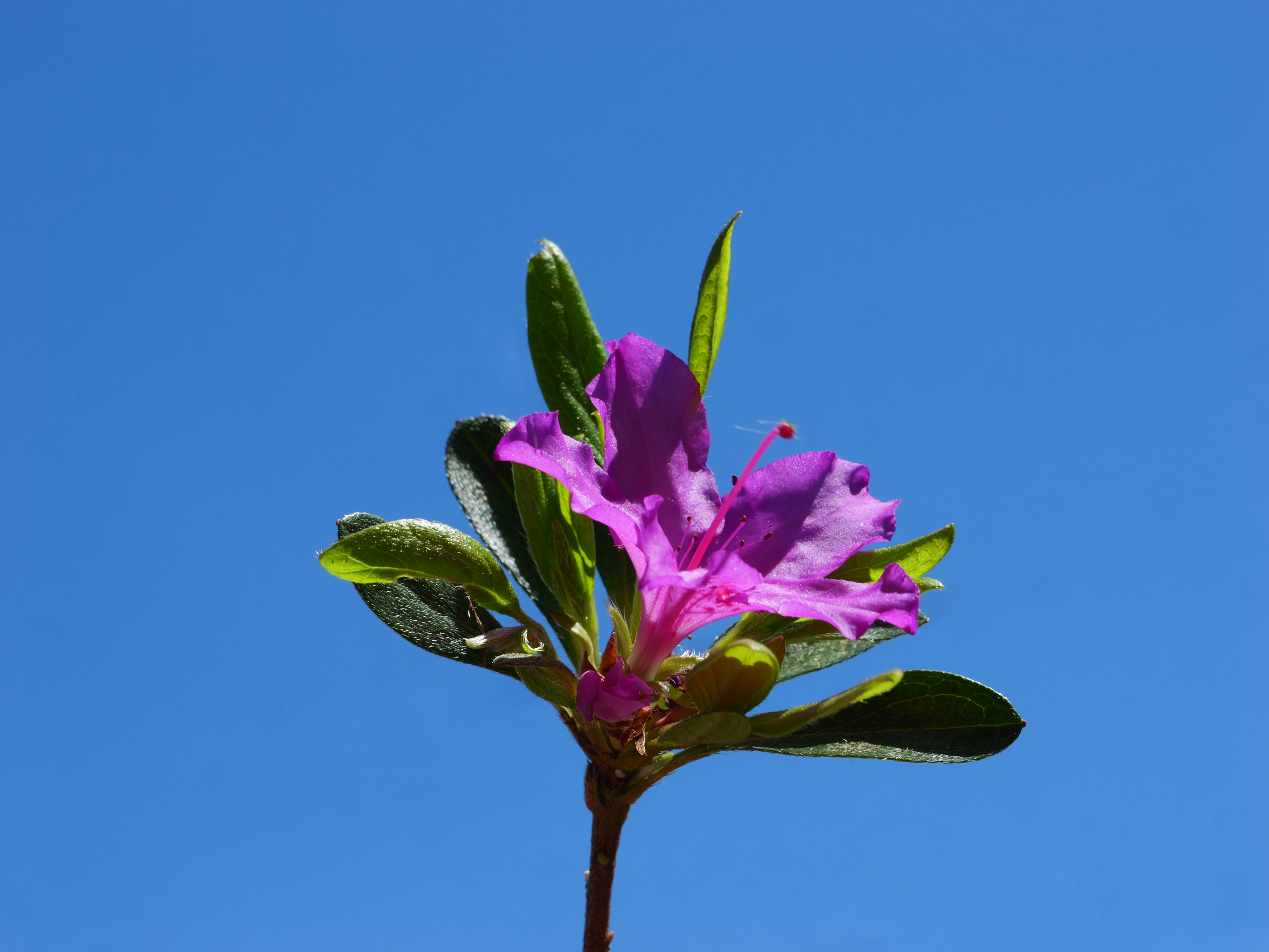 Vibrant Pink Rhododendron Bloom Reaching Toward a Clear Sky