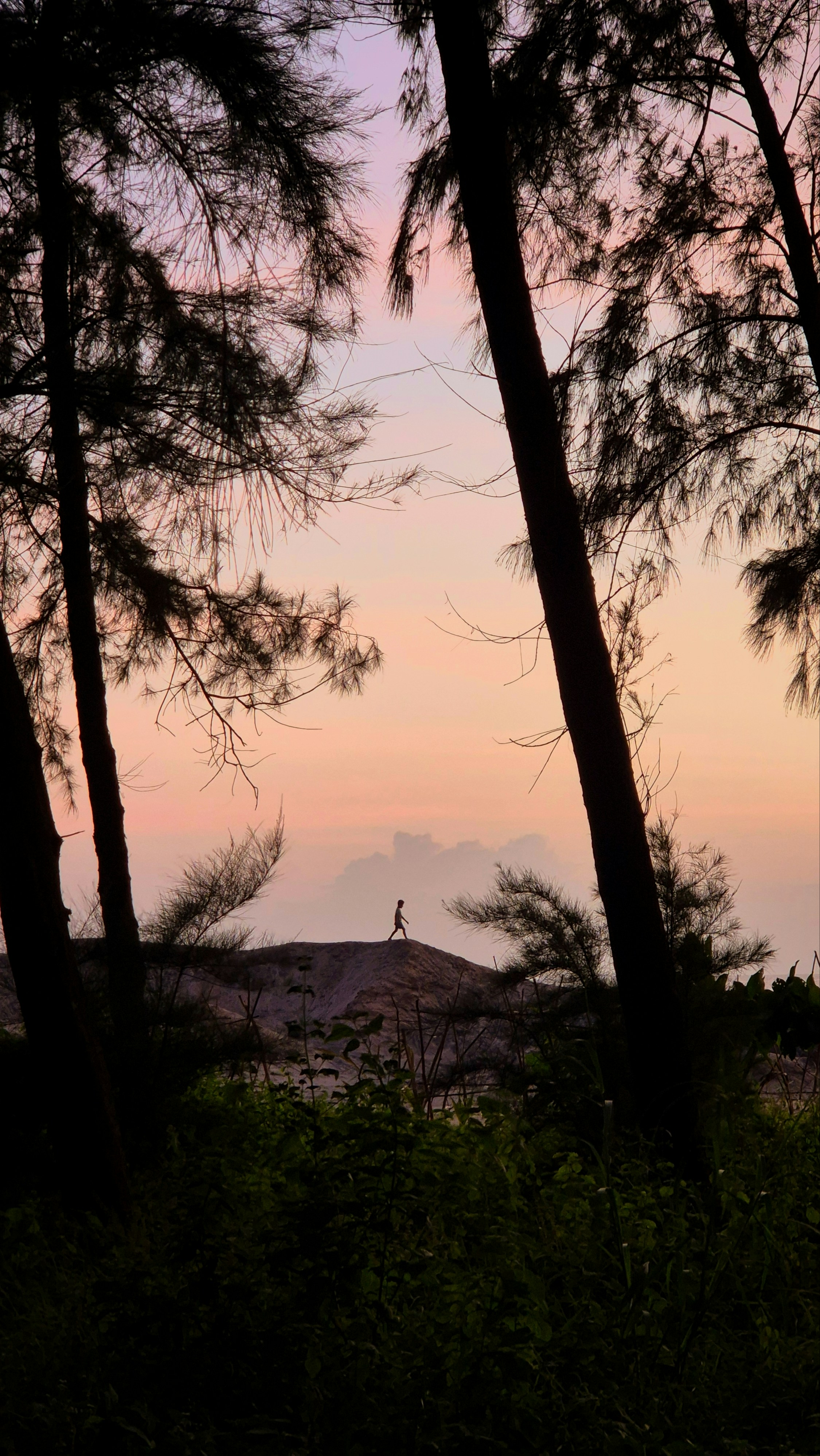 Solitary Traveler on a Dune: Silence Between Trees at Sunset