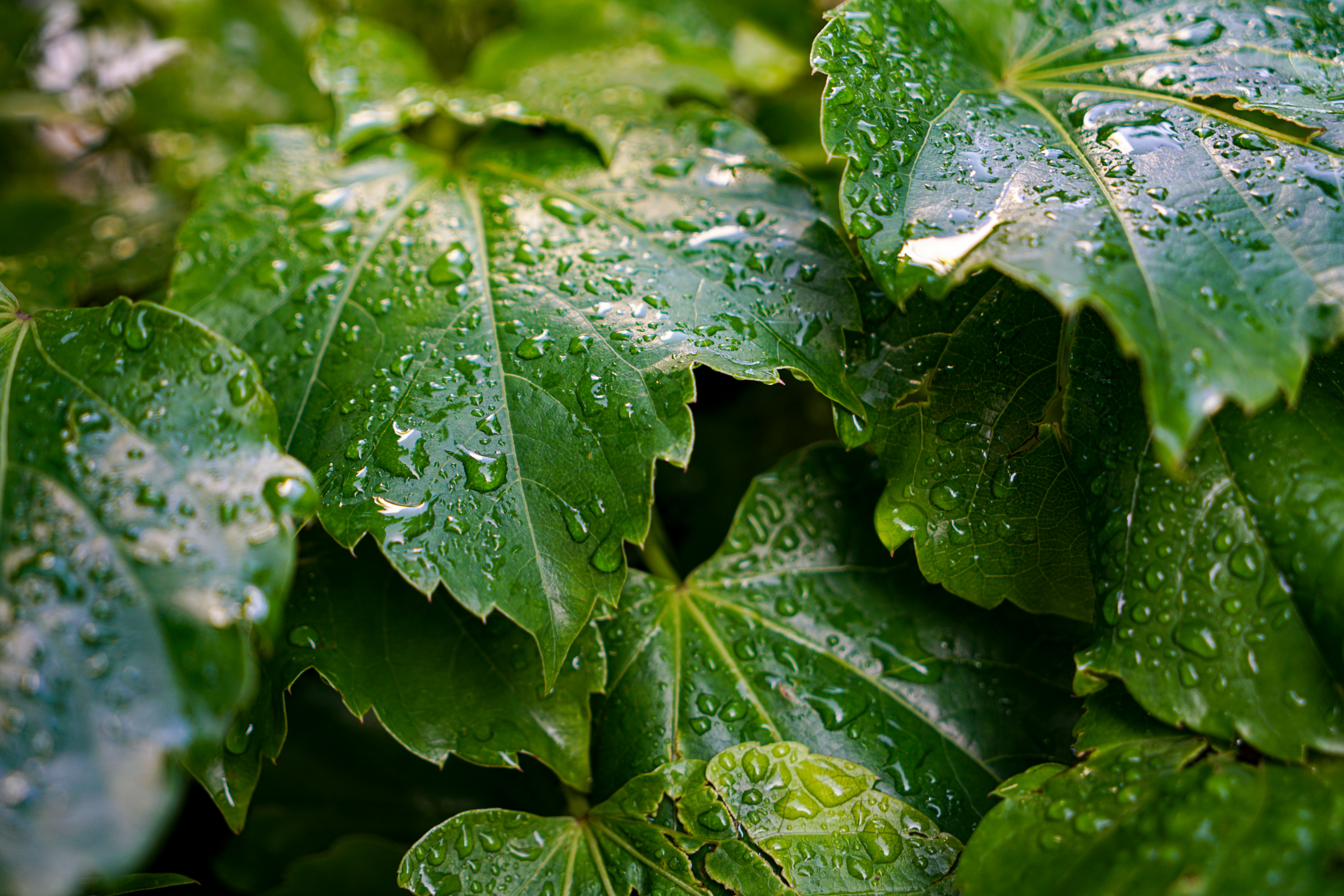 Dew-kissed Green Veil: Close-up of Veined Leaves
