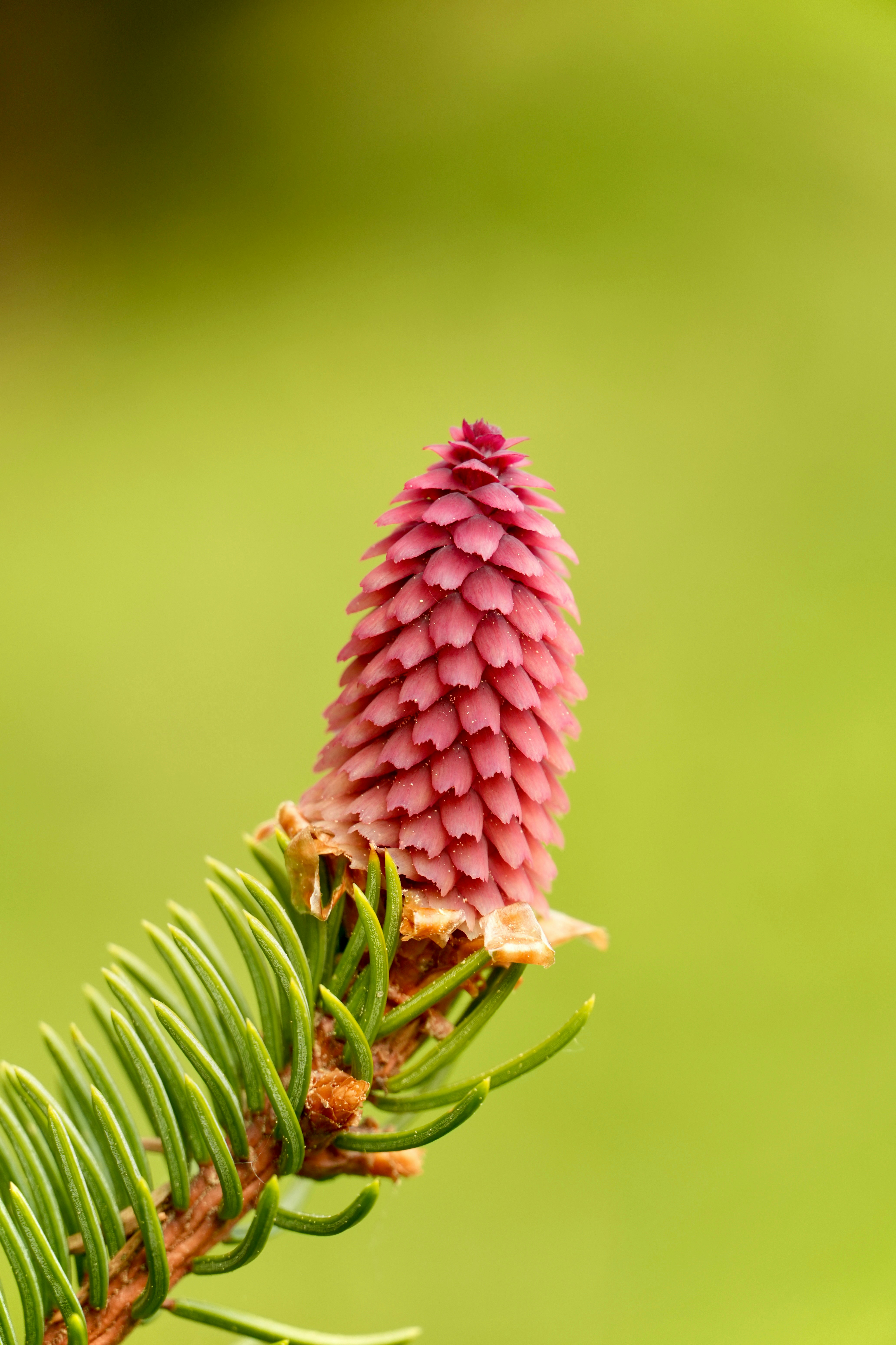 Pink Pinecone Bloom: A Close-Up of Alpine Fuchsia