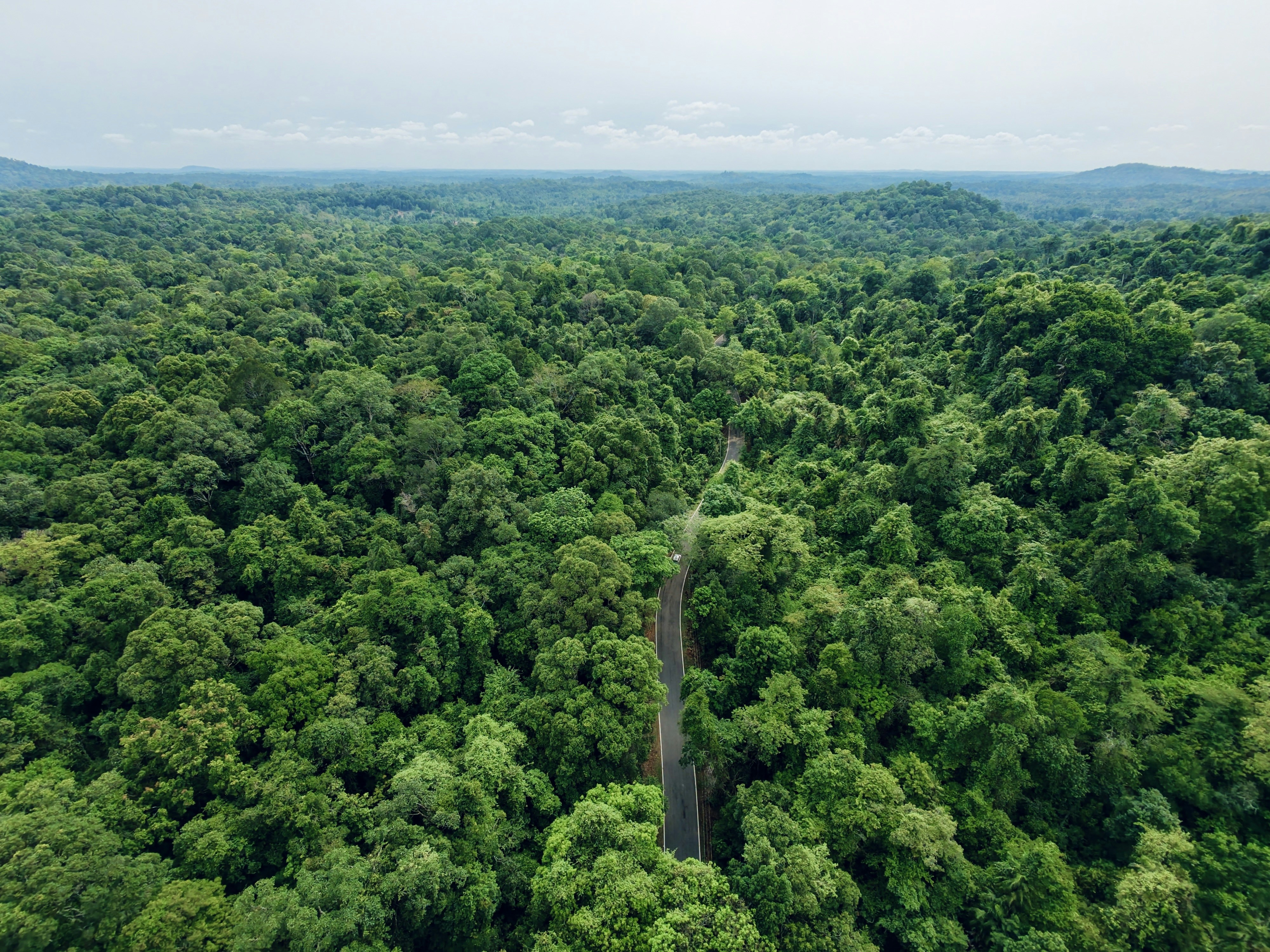 Aerial Ribbon: The Forest Road Carving Through Emerald Canopies