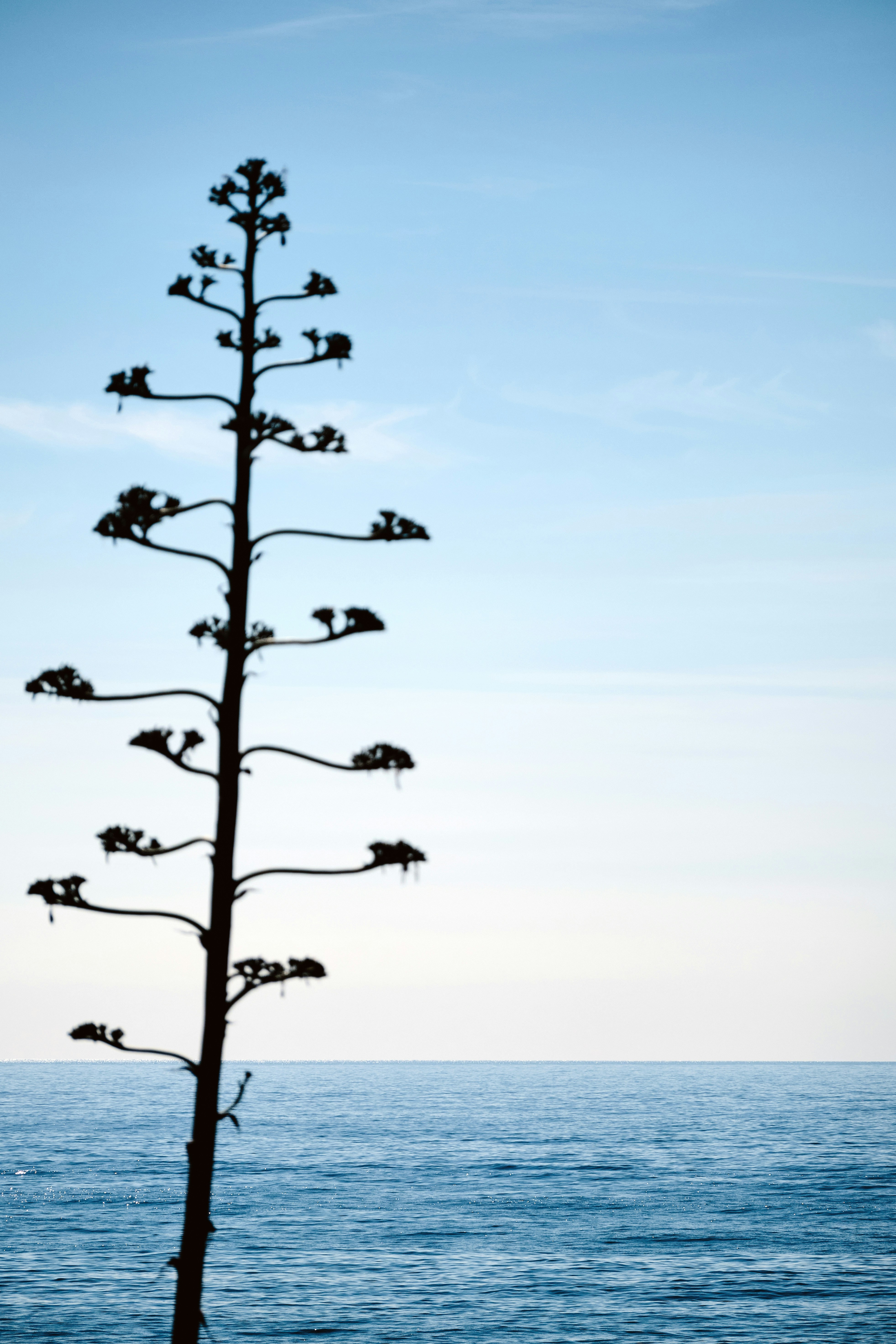 Silhouette of a Coastal Tree Against Silent Horizon