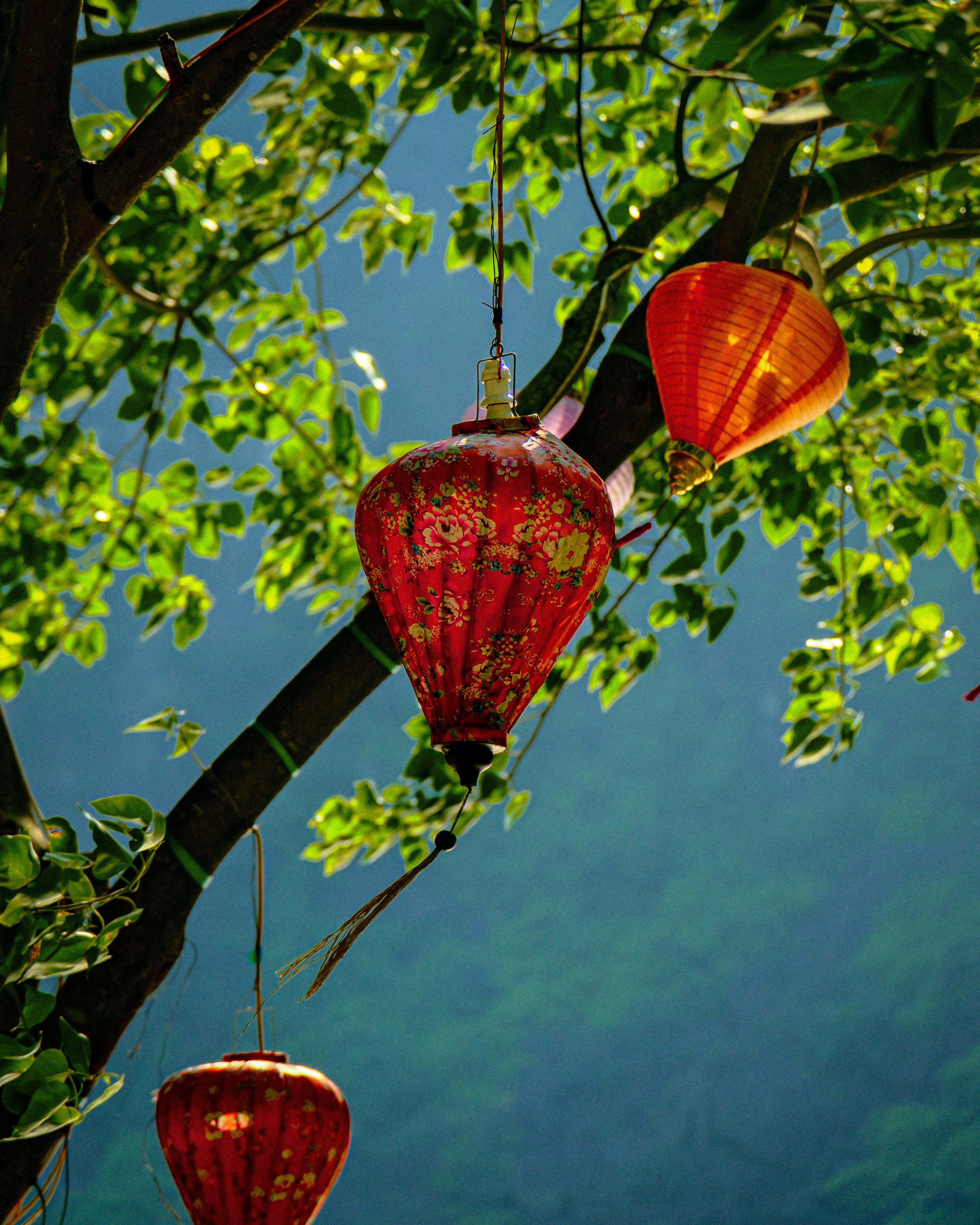 Lanterns Adrift Among Spring Green