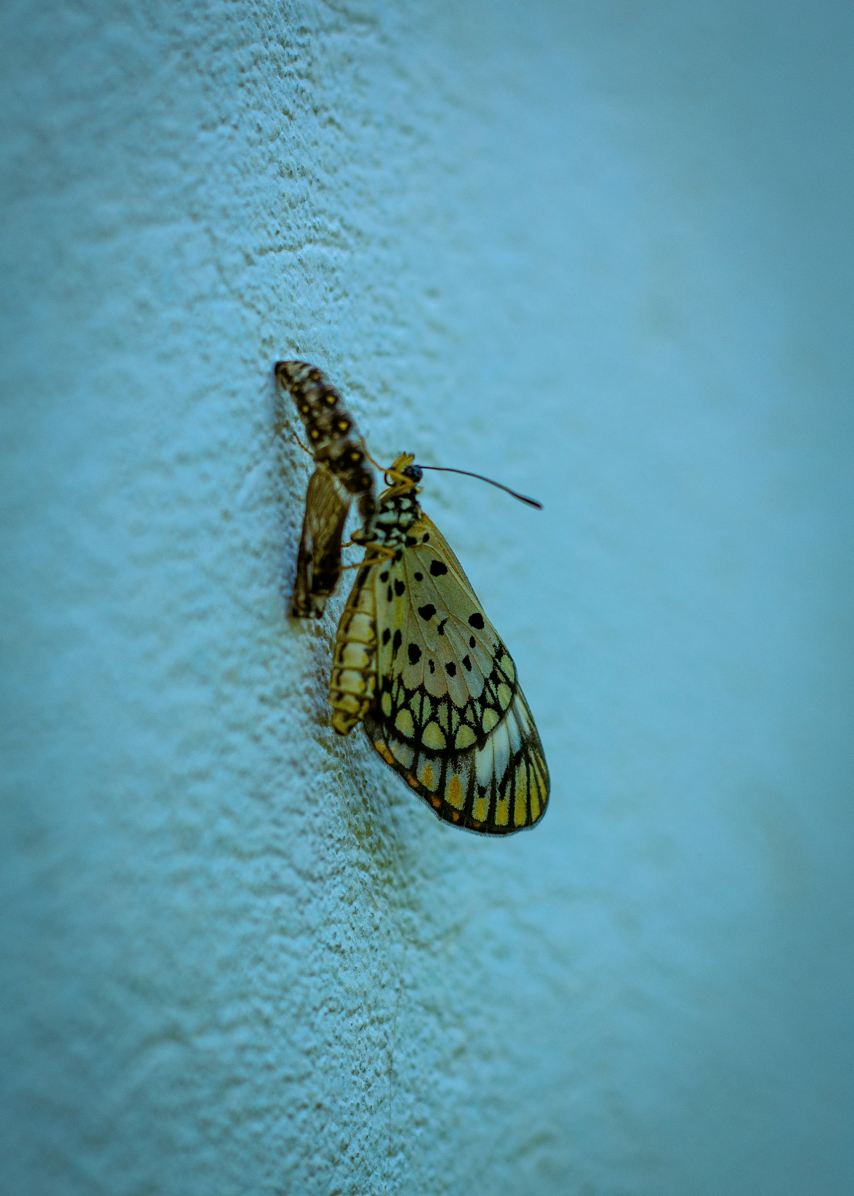 Butterfly clings to a textured blue wall, its patterned wings vividly detailed against the cool backdrop. This is a close-up study of insect texture and color.