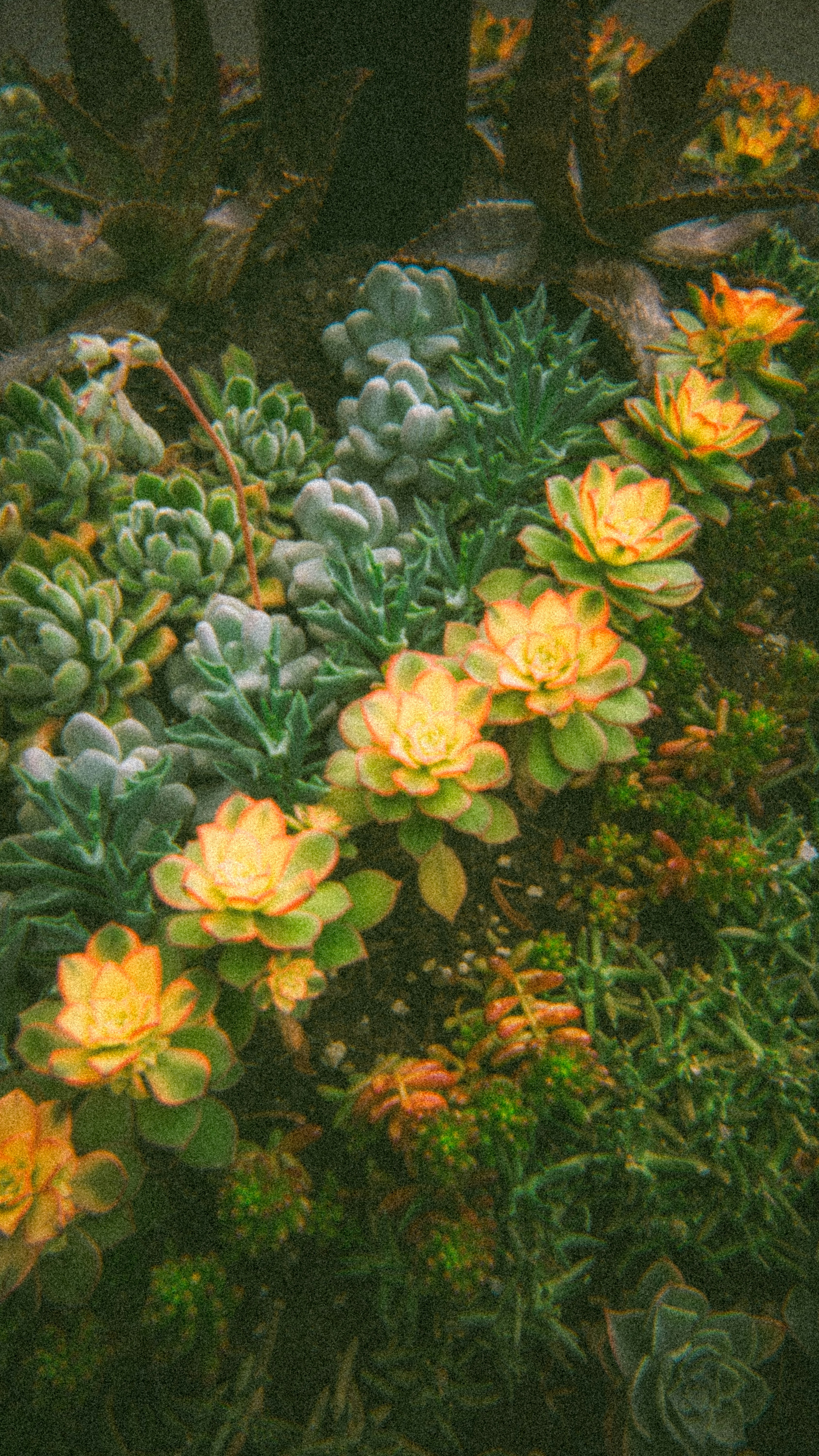 Sunlit Succulent Cascade in a Dappled Garden