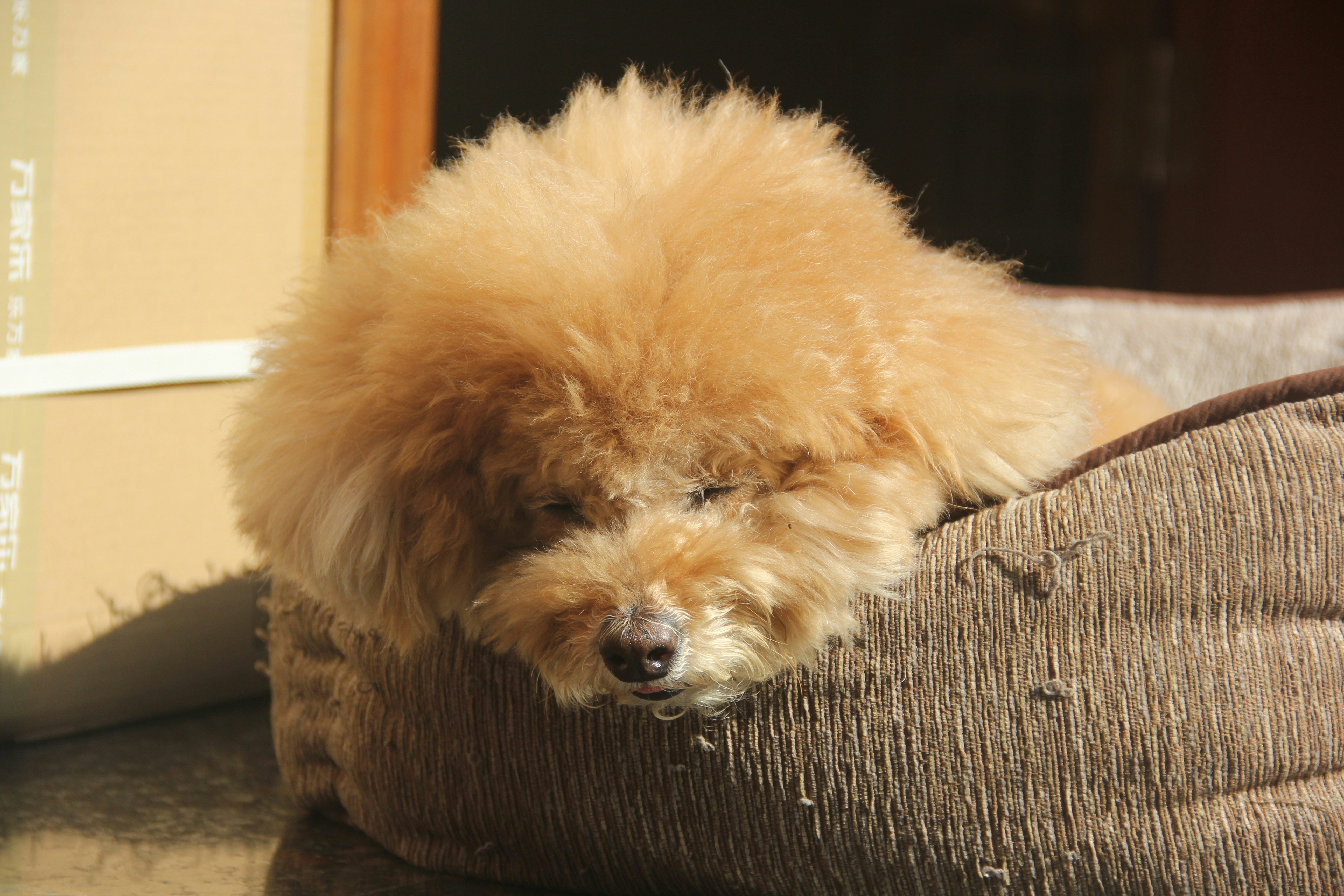 Sunlit Poodle Dozing on a Plush Bed