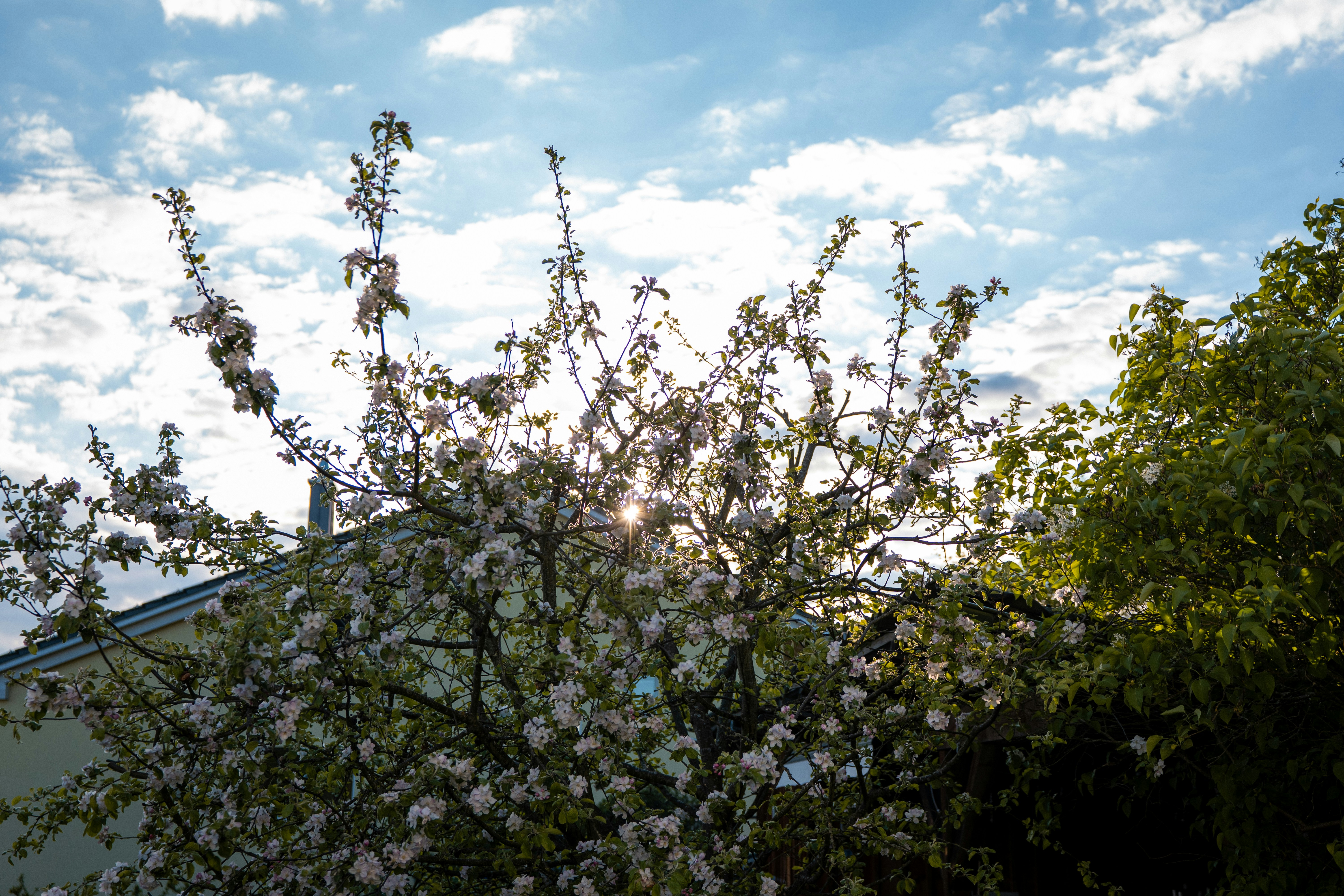 Blossoms Against a Backlit Roofline