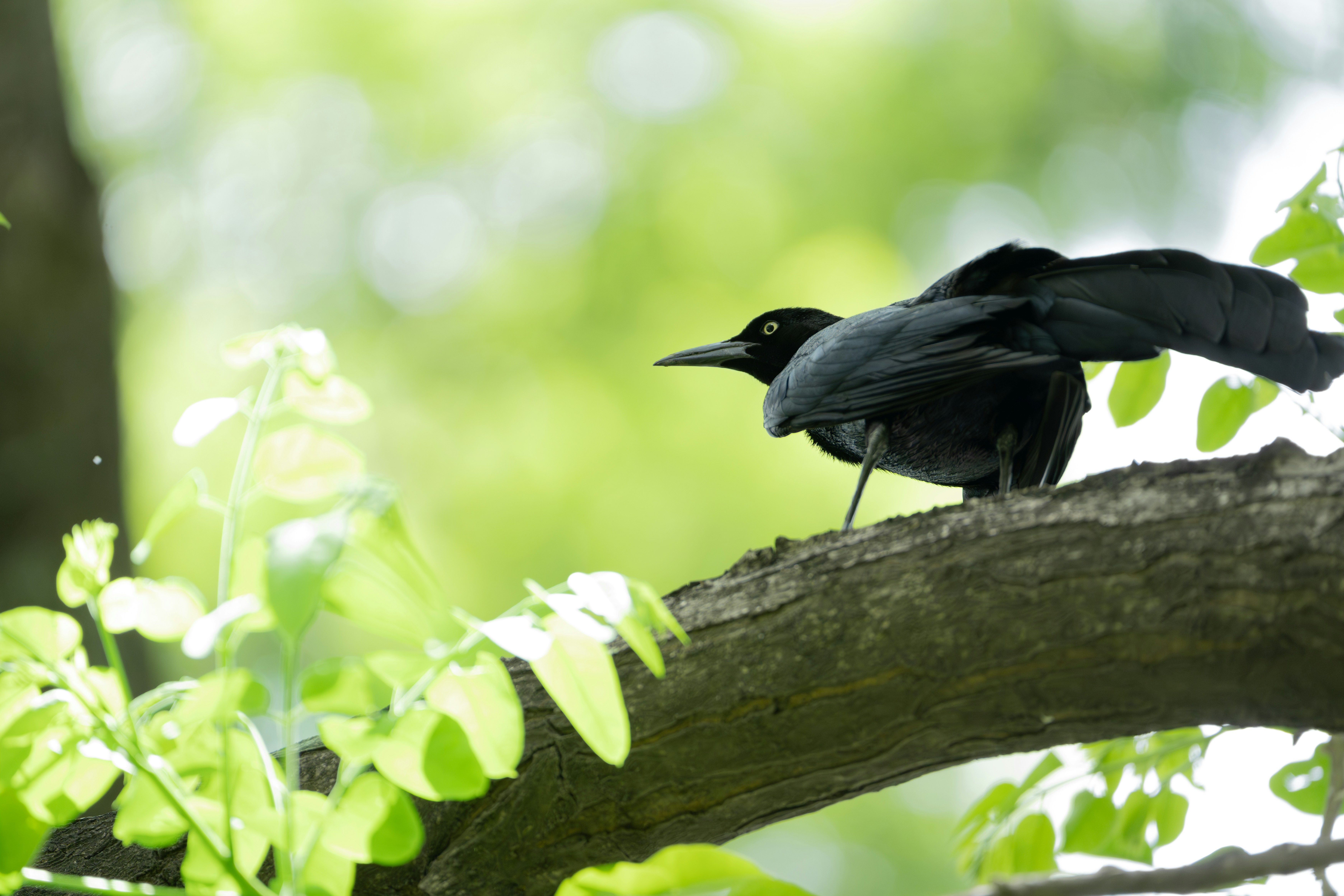 Black bird stretching wings on a tree branch.