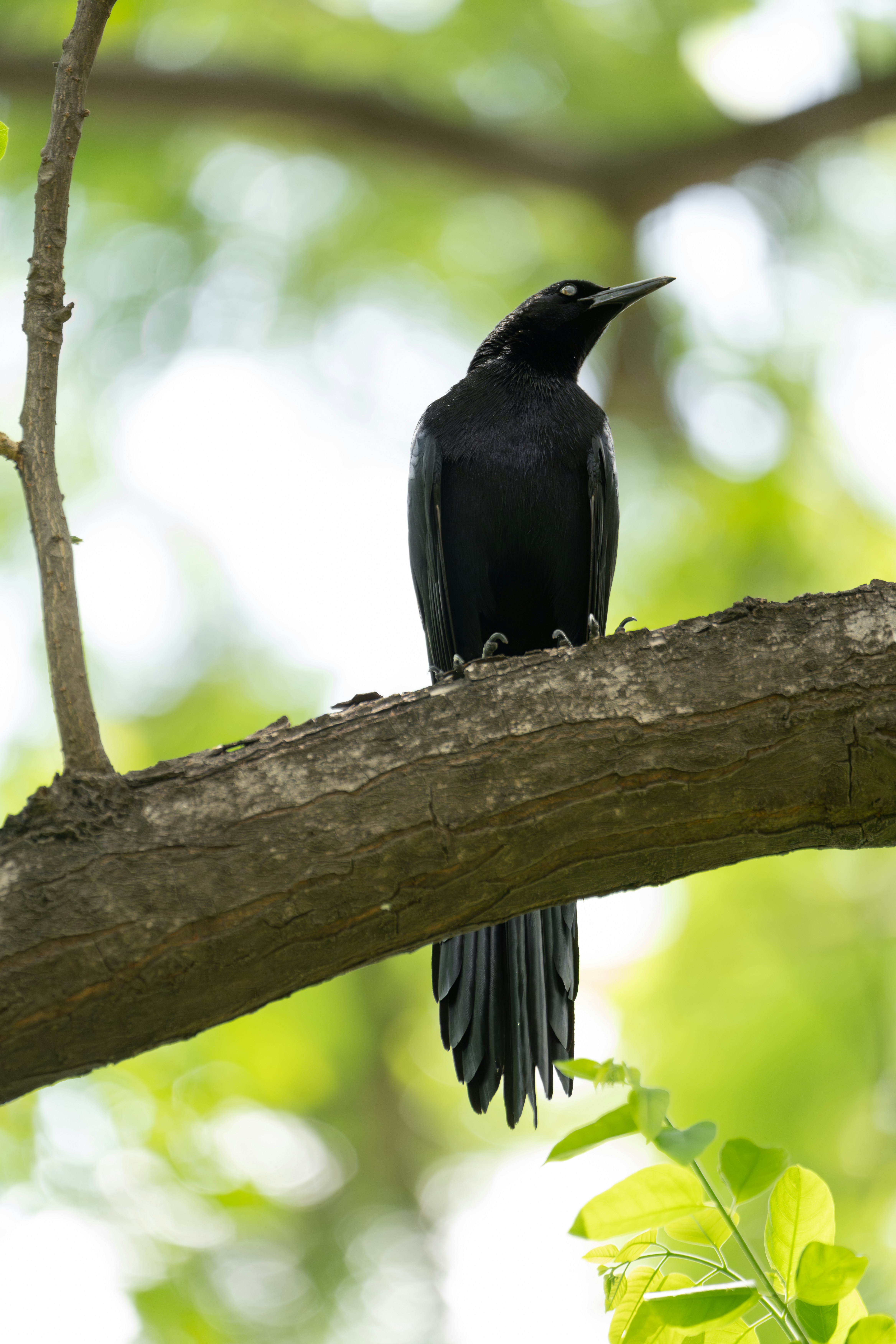 Black Bird on a Sunlit Branch: A Quiet Perch