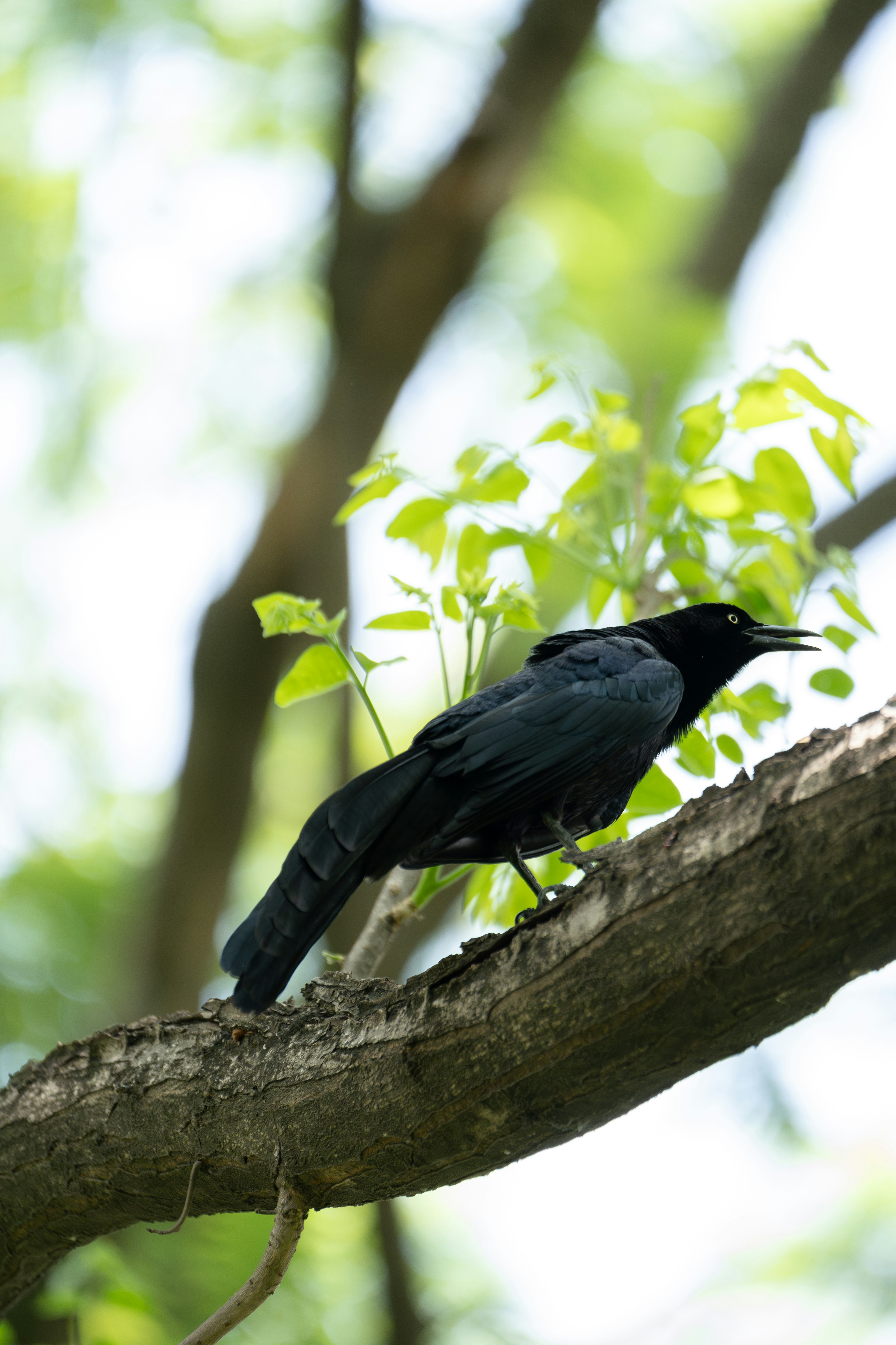 Midday Watcher: A Black Crow Perched on a Weathered Branch