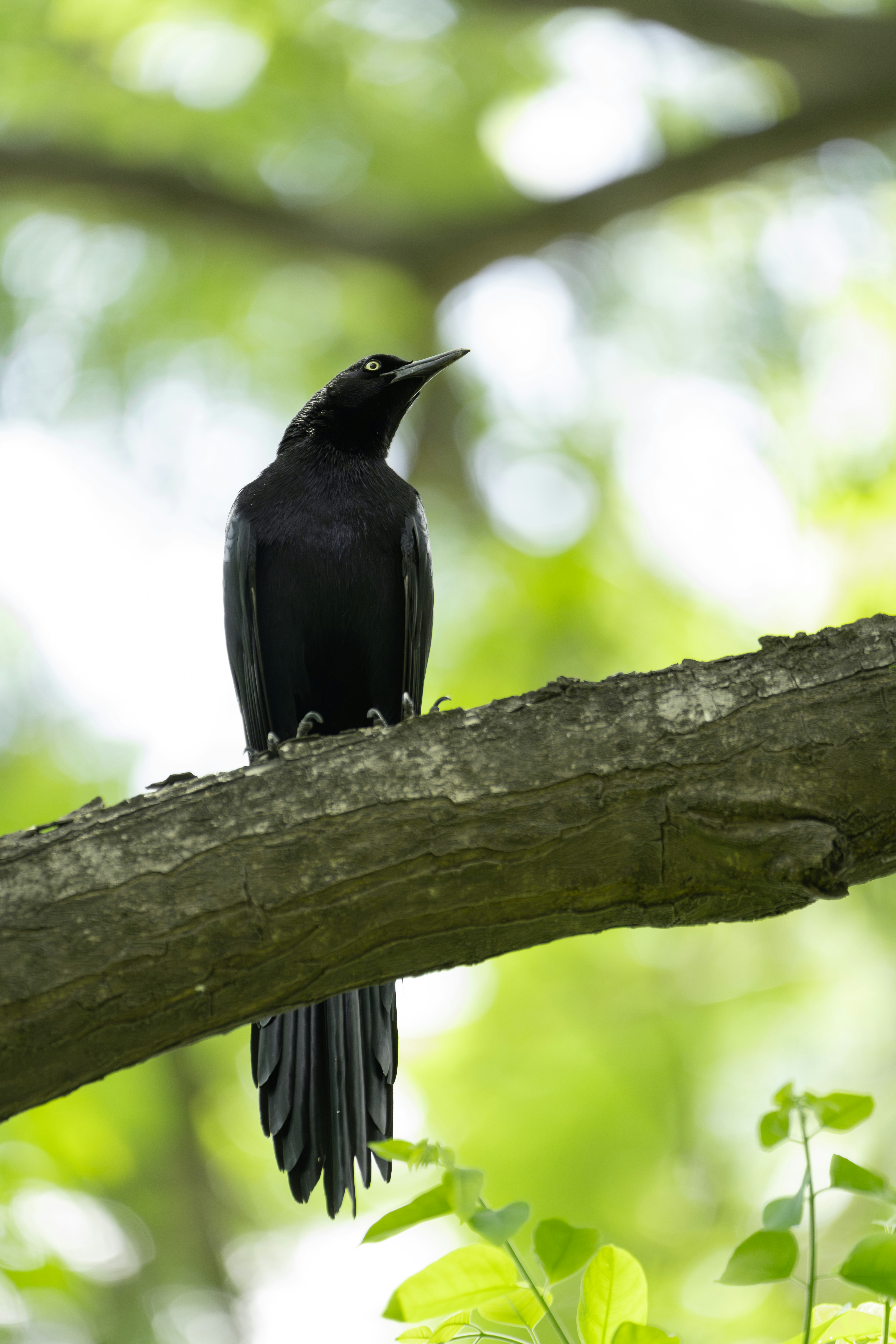 Black Crow on a Sunlit Branch: Quiet Observation in the Greens