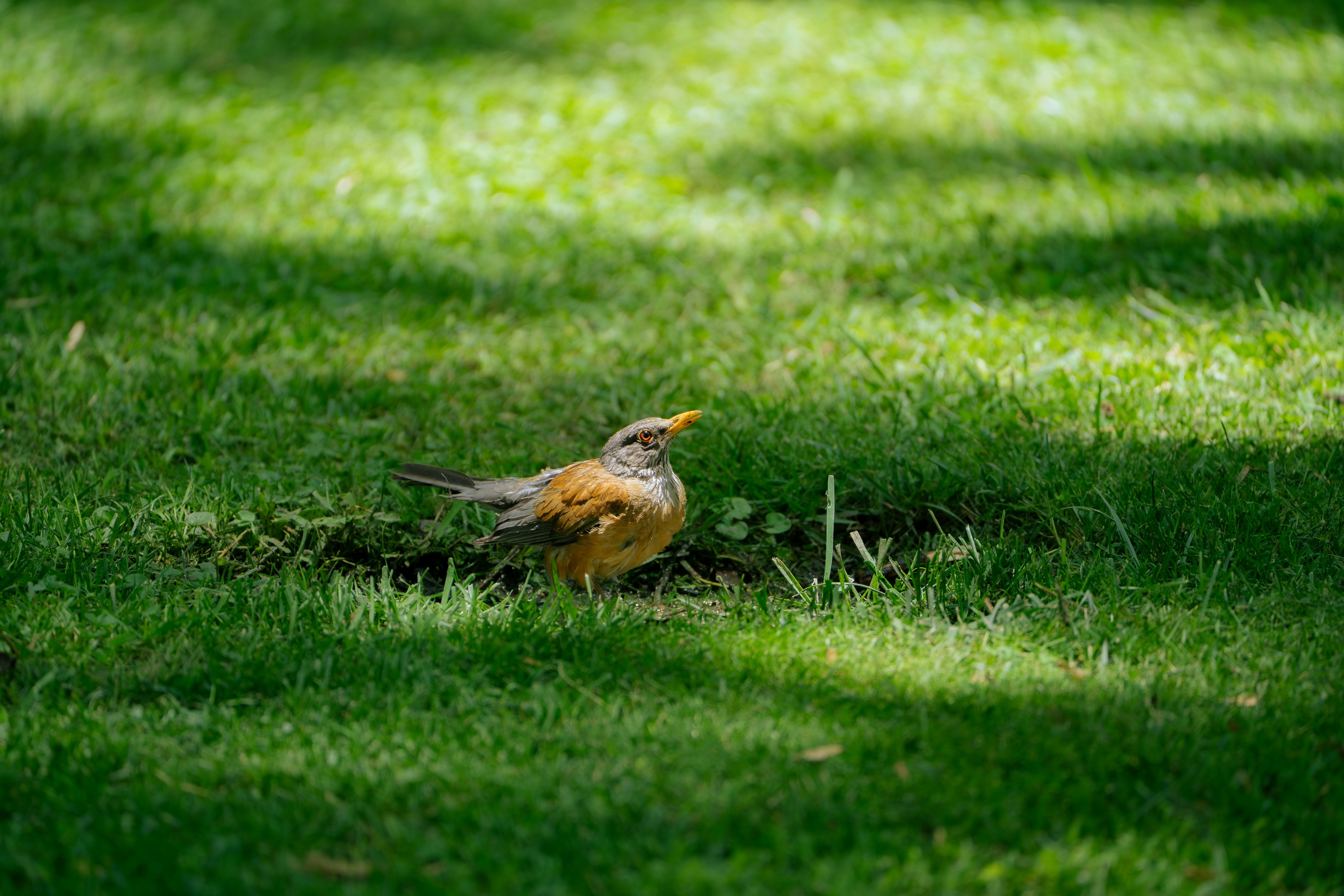 Sunlit Meadow Wren: A Moment of Quiet in the Grass