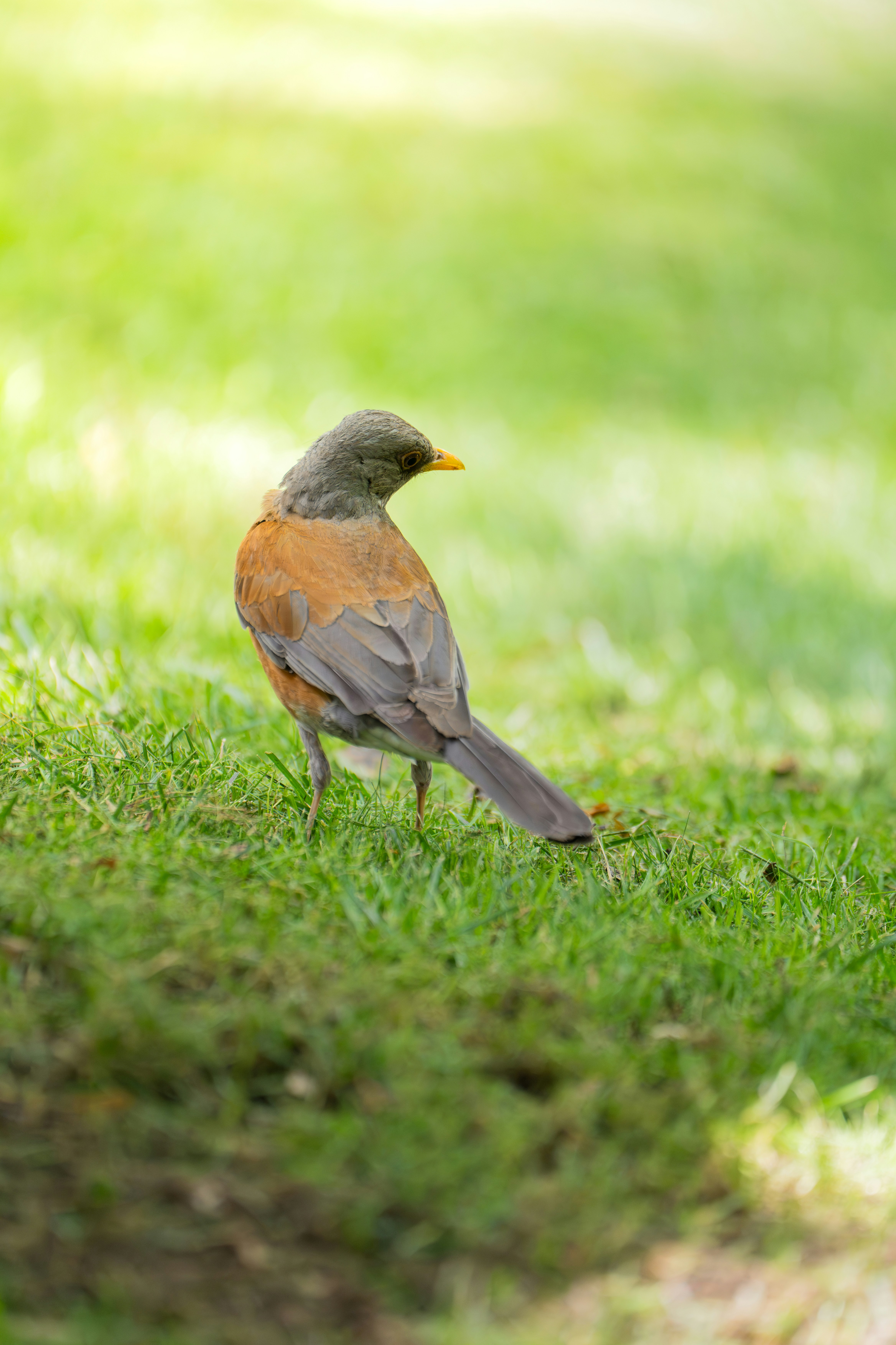 Rust-orange Robin on a Sunlit Lawn