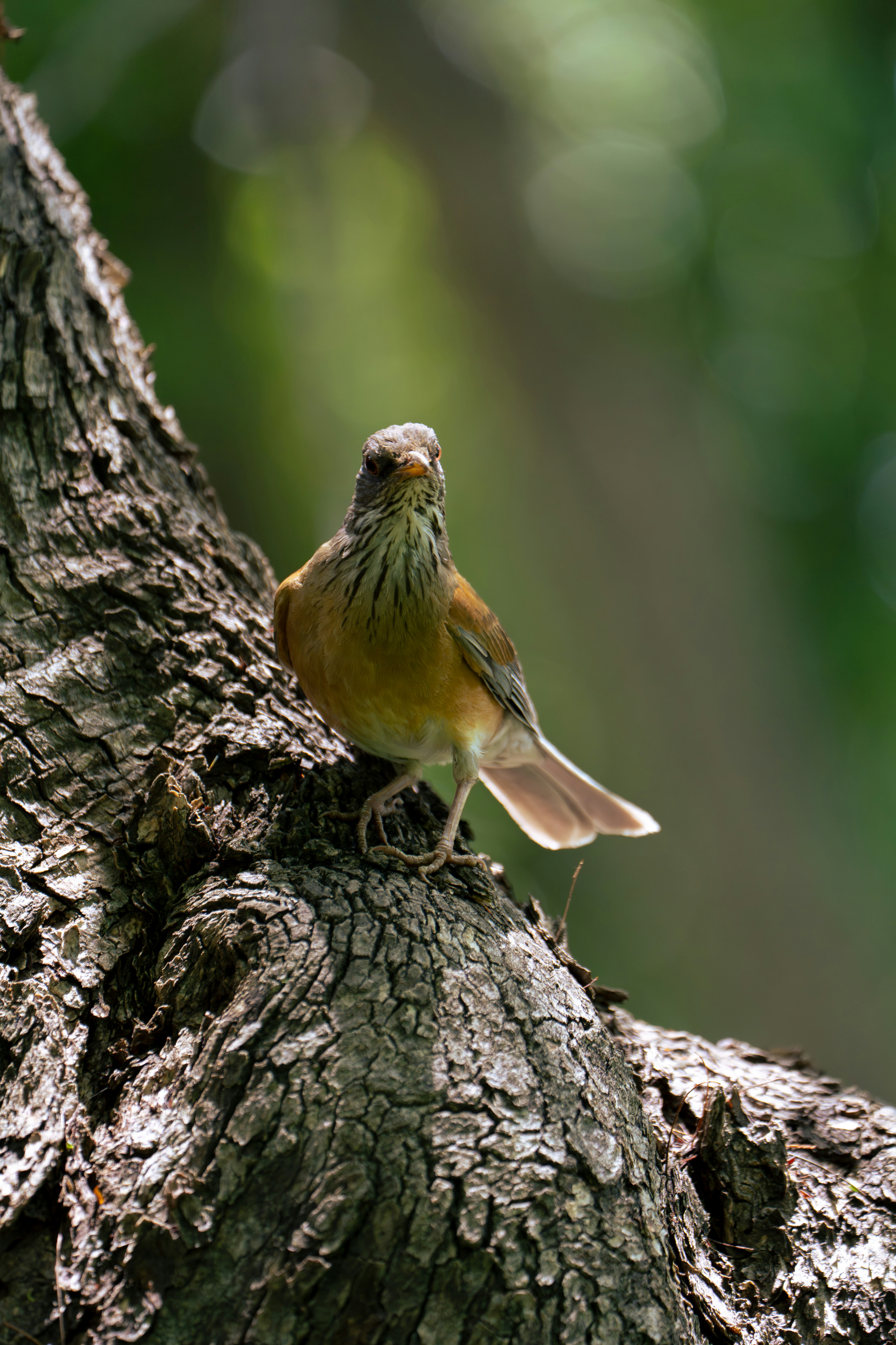 Perched on the Gnarled Bark: A Small Bird in Focus