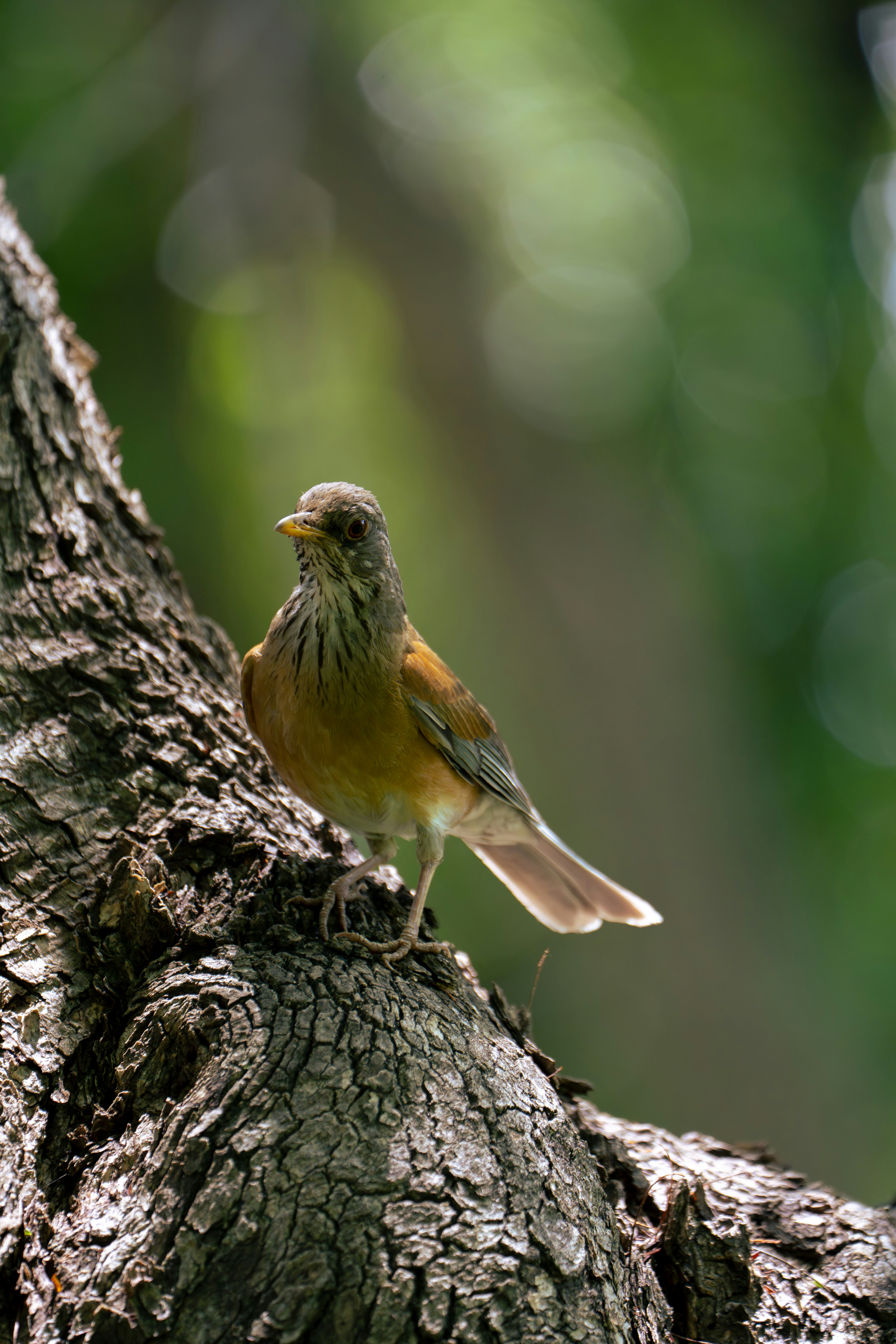 A small brown bird perched on a textured tree branch.