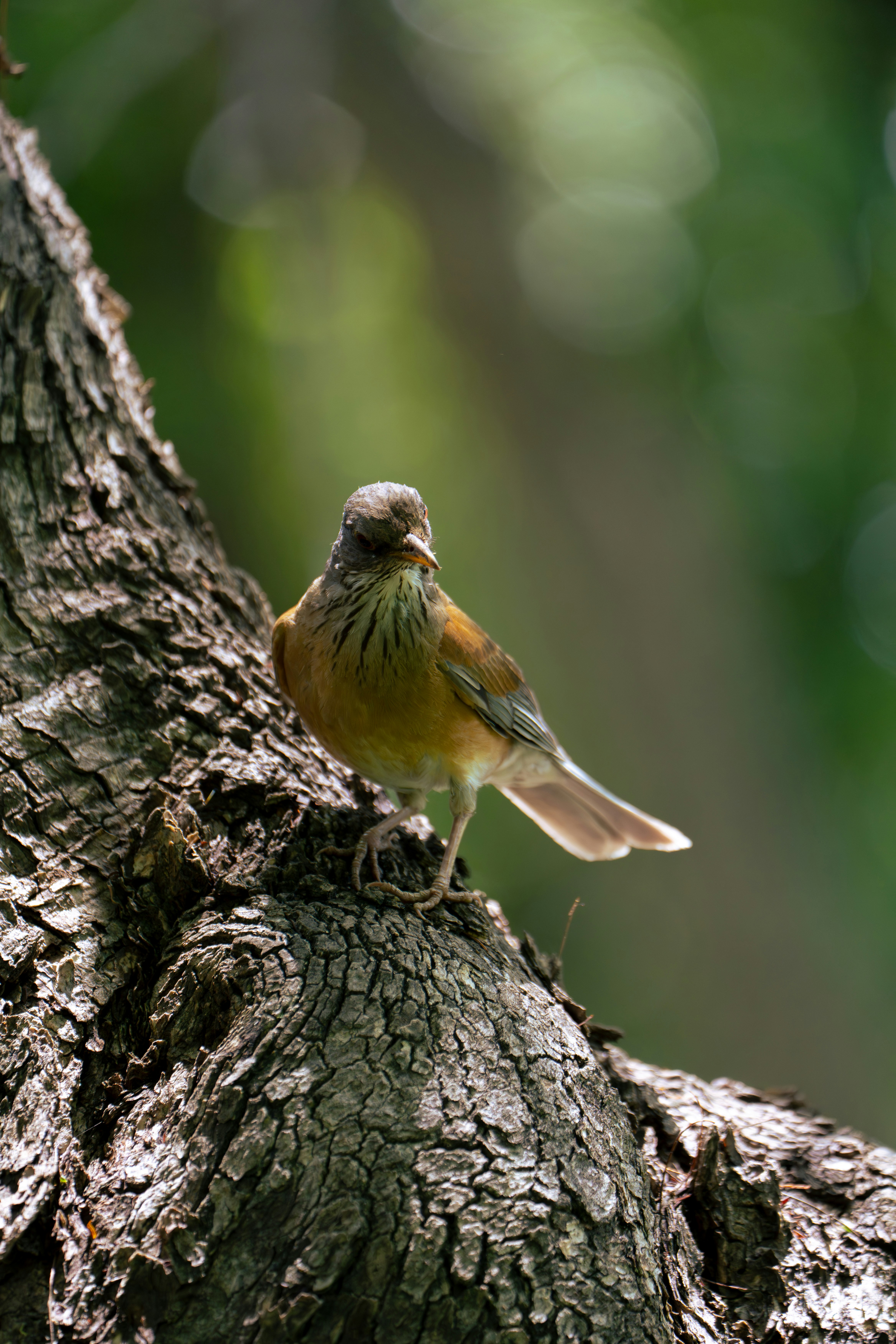 Bird on a rugged trunk: a small forager framed by dappled forest light