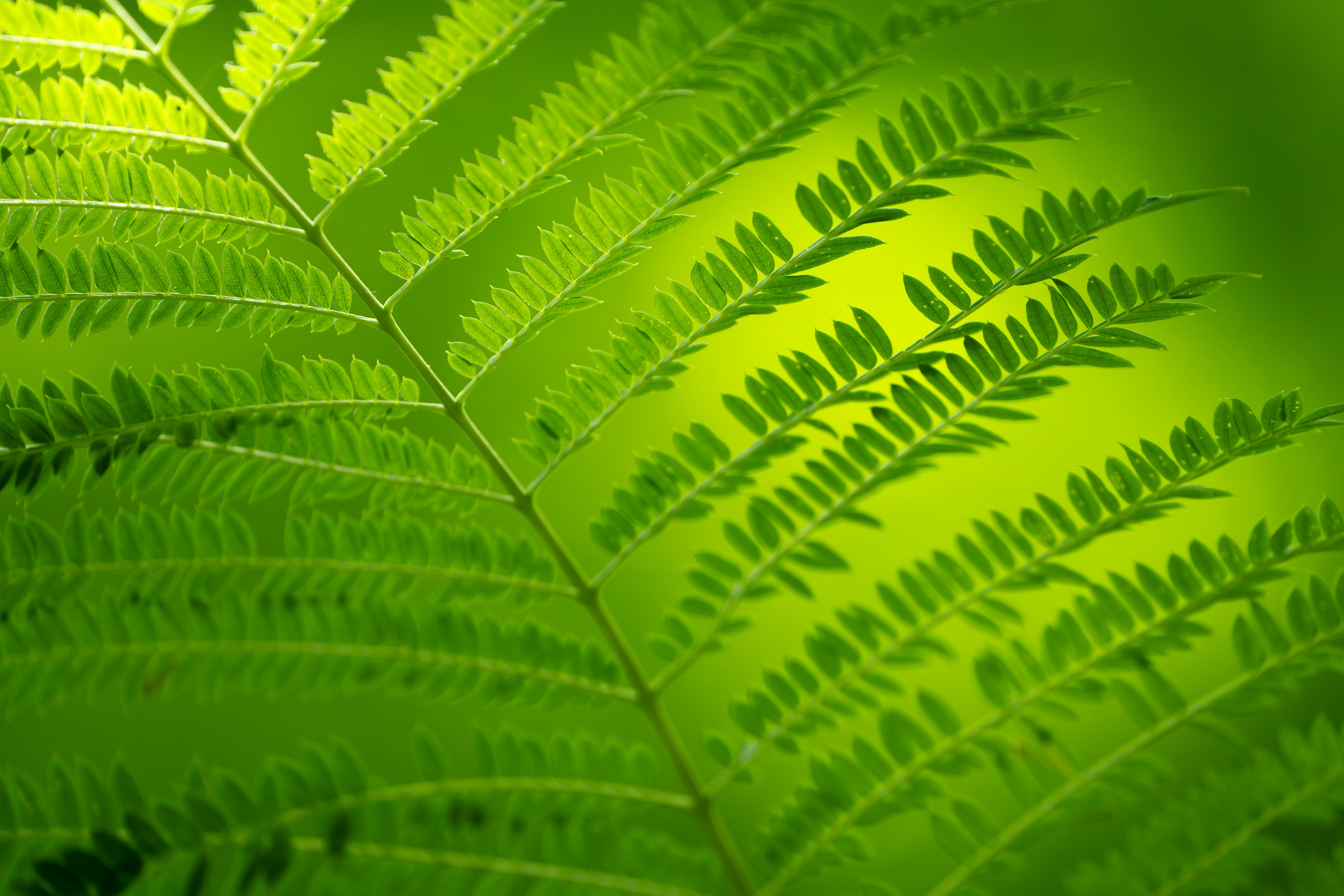 A vibrant green fern leaf illuminated by sunlight.