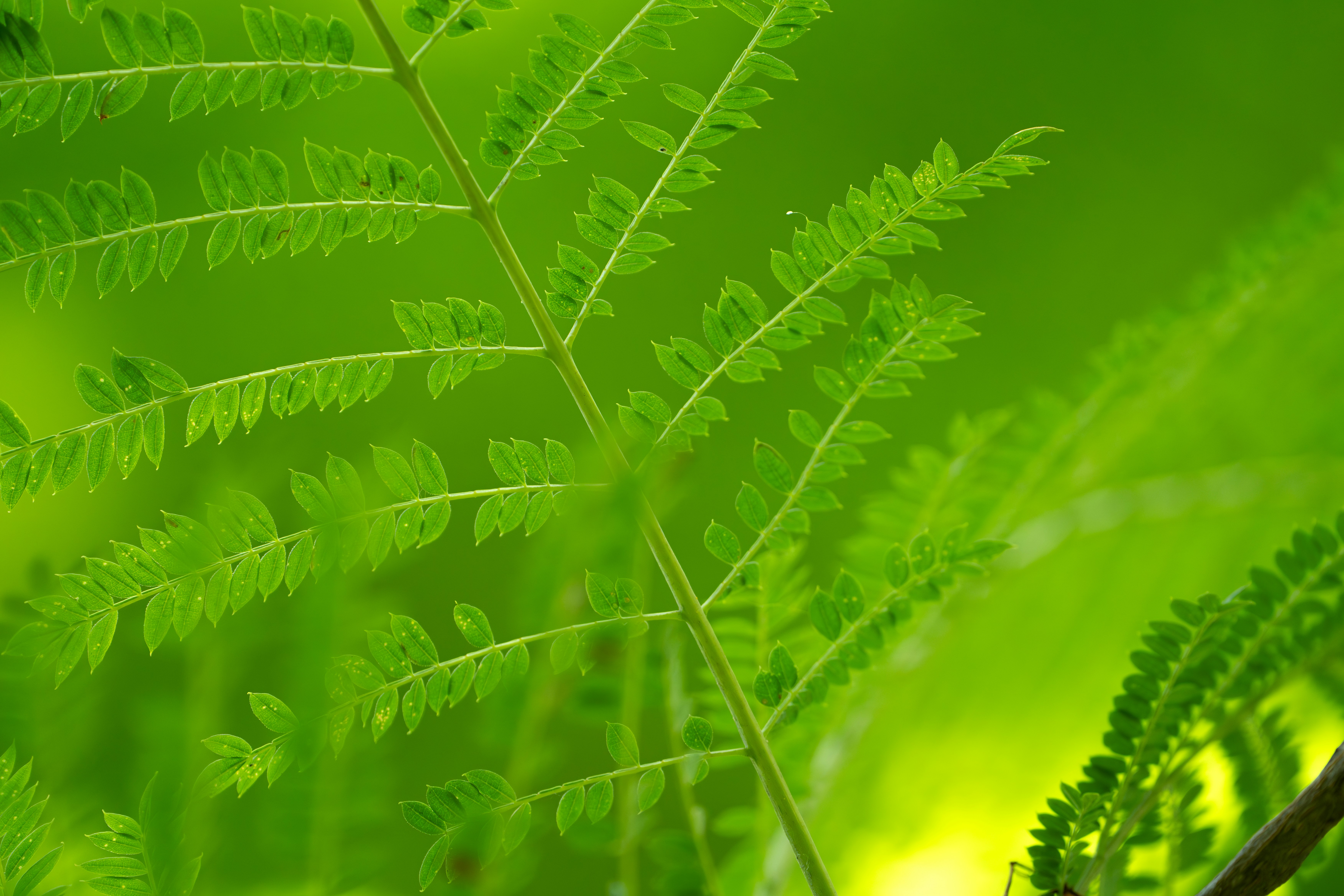 Vibrant green fern leaves against a blurred natural background.