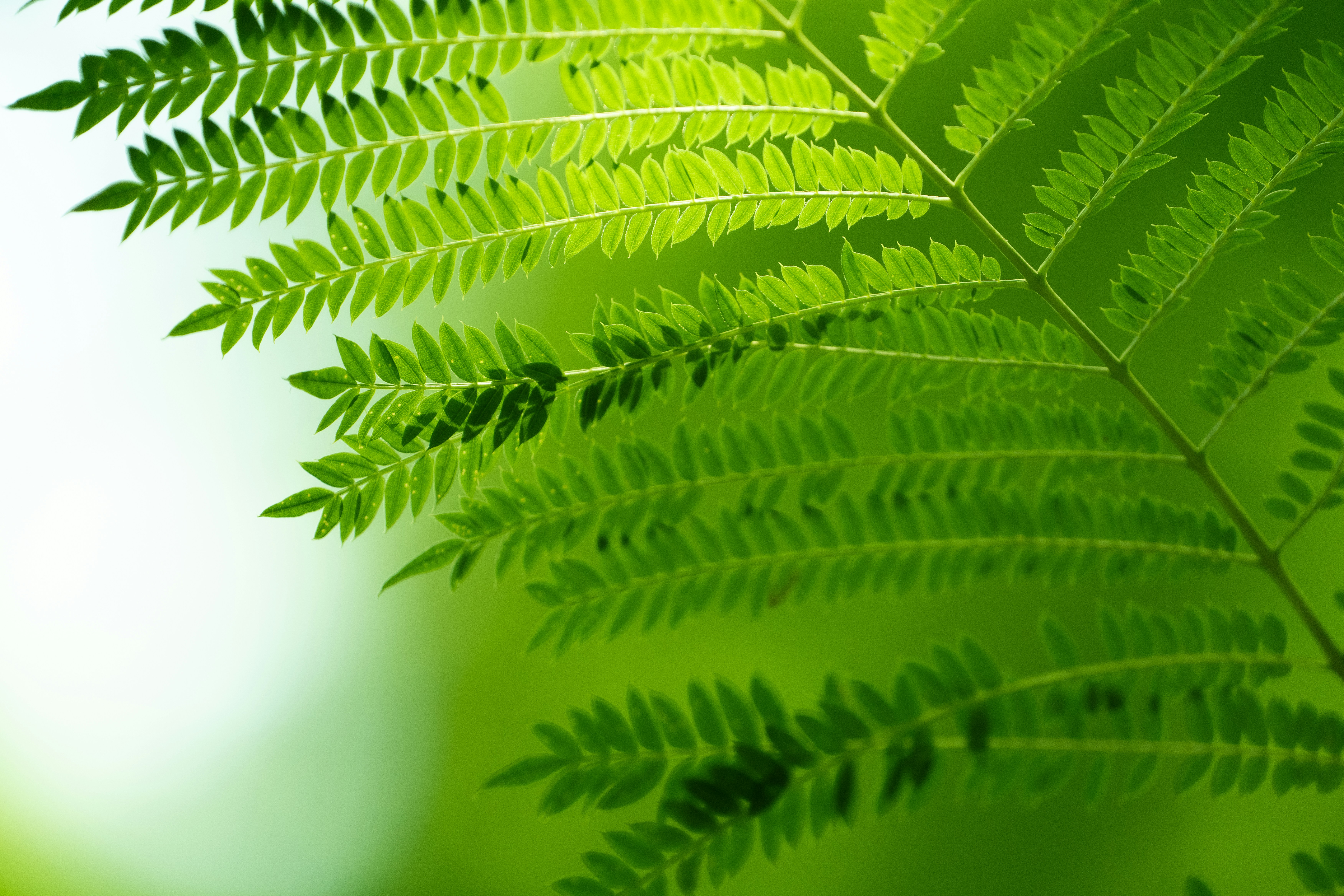 Frond Geometry: Sunlit Fern Fronds in Sharp Focus